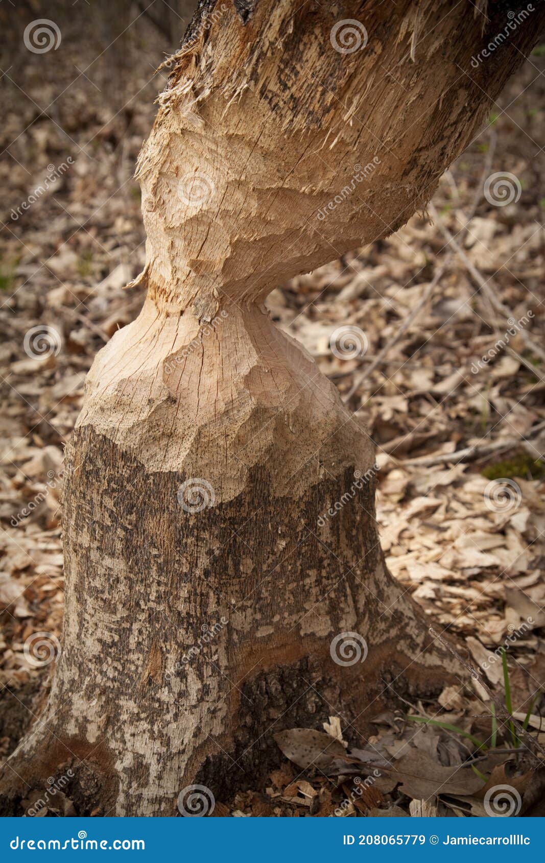 Tree from a Beaver Chewing it Stock Image - Image of plant, fallen ...