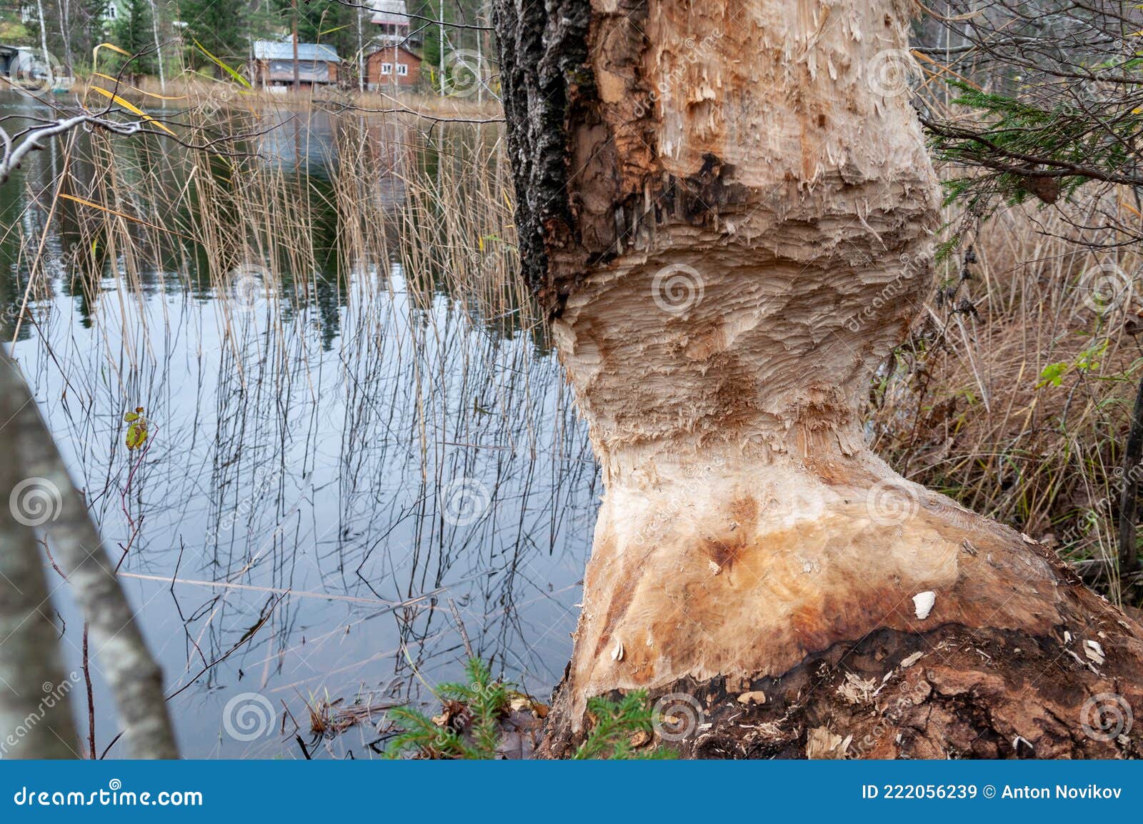 The Tree that the Beaver Gnawed on Stock Image - Image of brown, forest ...