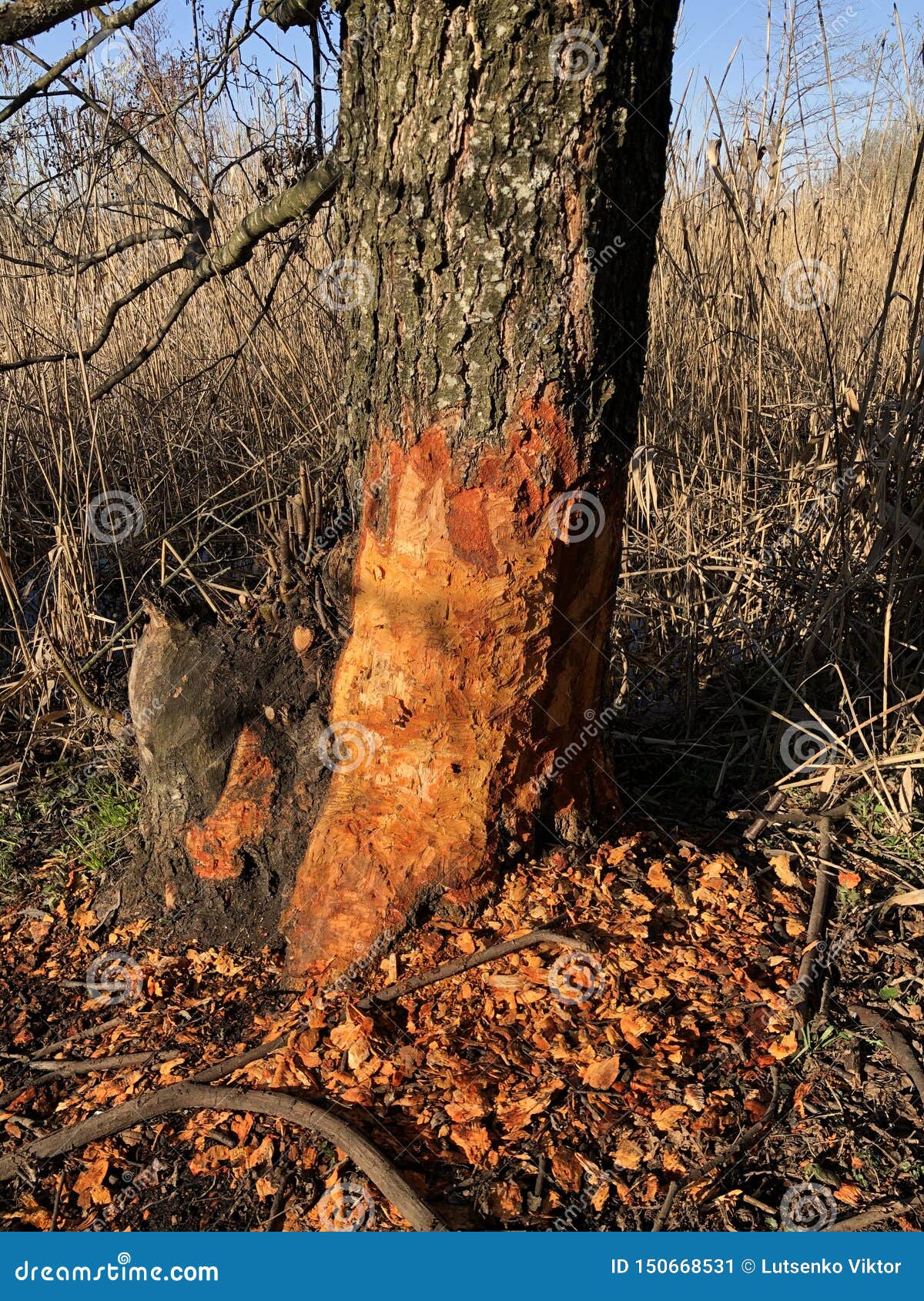 The Tree after the Beaver Works Stock Image - Image of nature, wildlife ...
