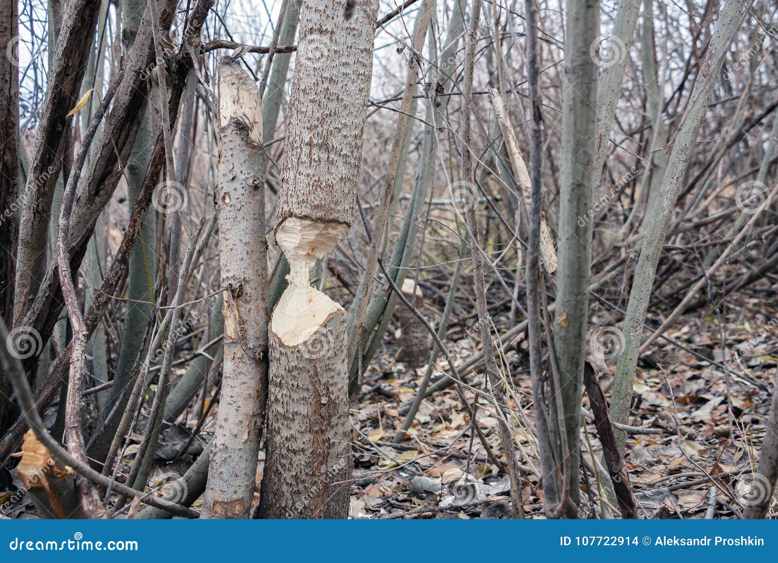 Tree that the Beavers Gnawed Stock Photo - Image of chop, forest: 107722914