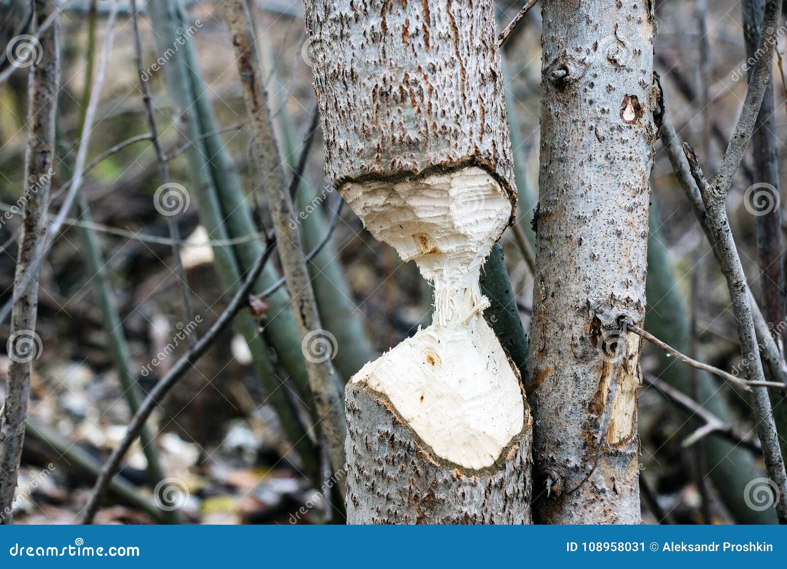 Tree that the Beavers Gnawed Stock Image - Image of animal, danger ...
