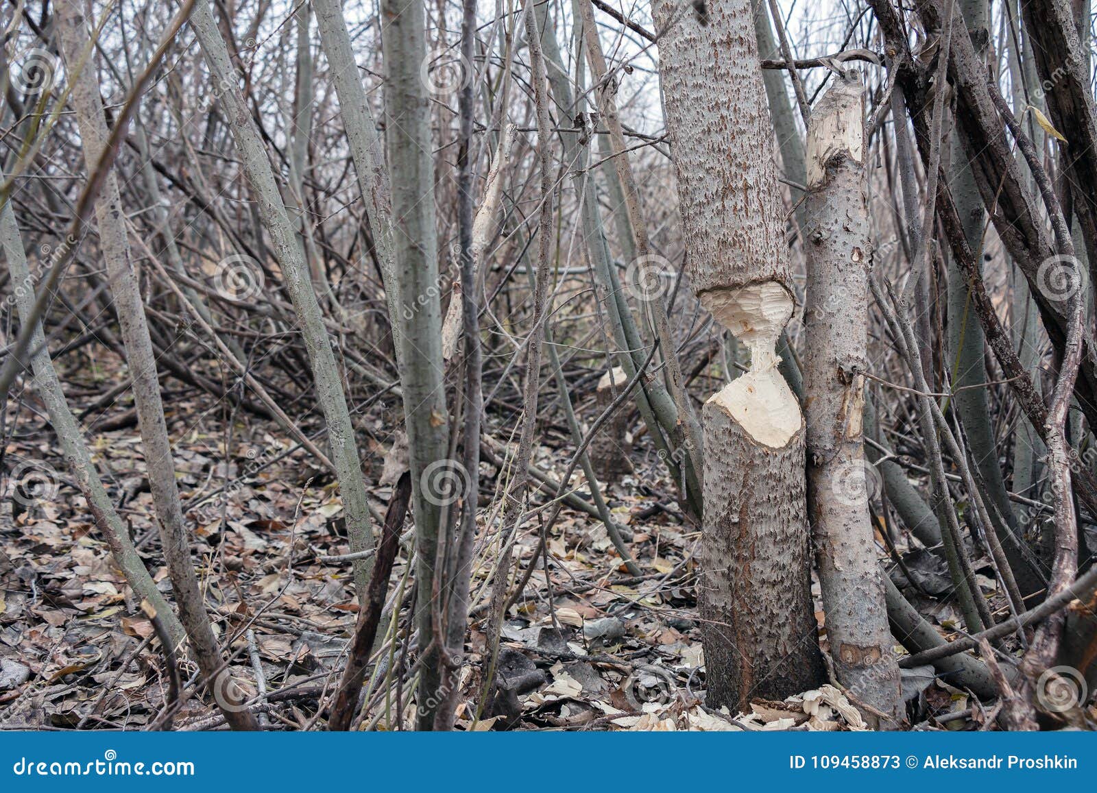 Tree that the Beavers Gnawed Stock Image - Image of chew, chop: 109458873