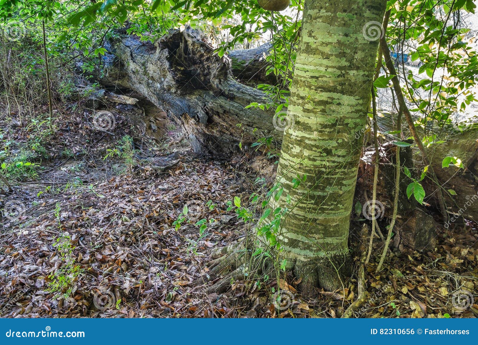Tree. stock photo. Image of dead, rotten, beech, humus - 82310656