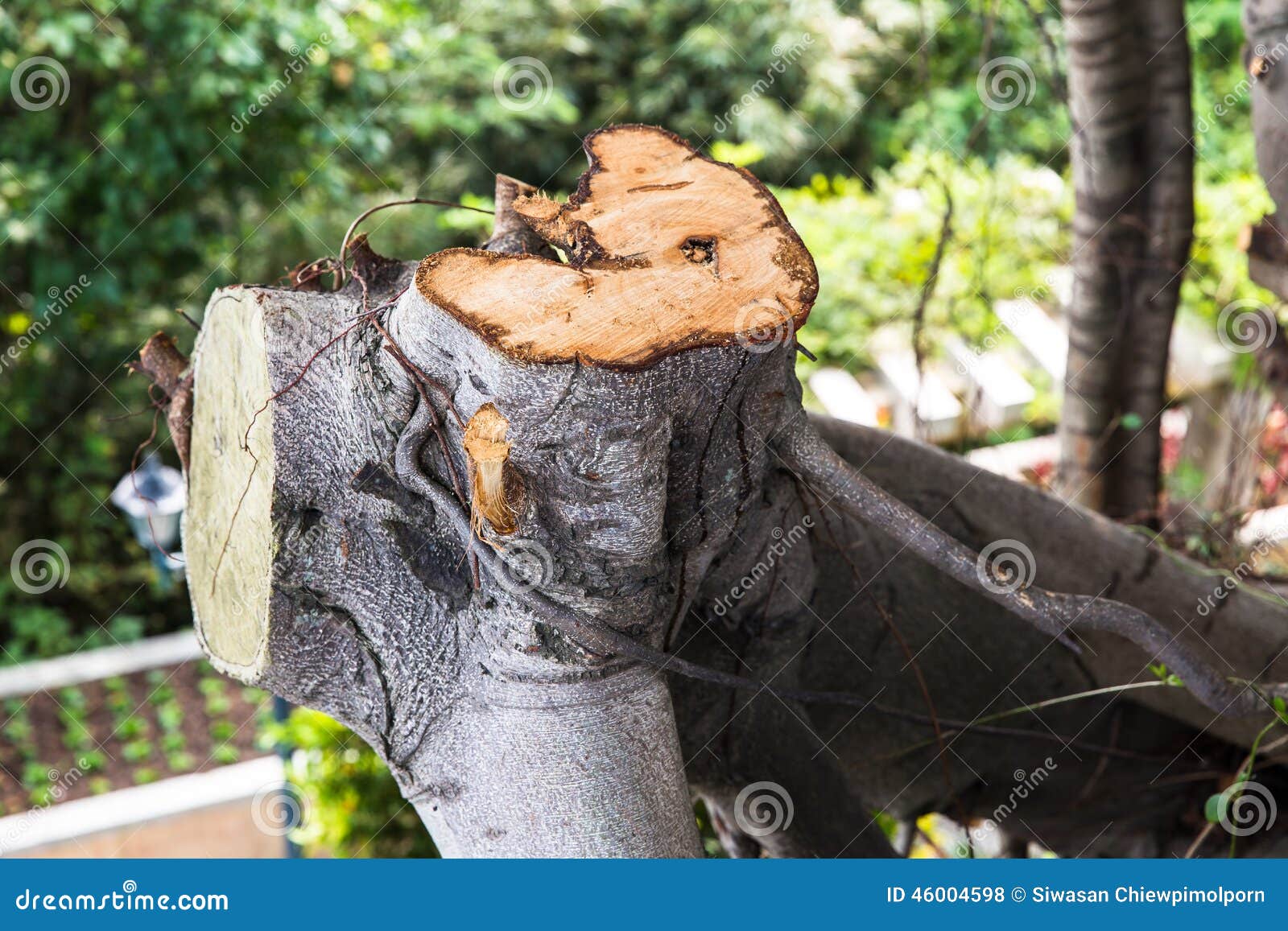 A Tree That Has Been Ripped Out Of The Ground Due To Storm Damage And ...
