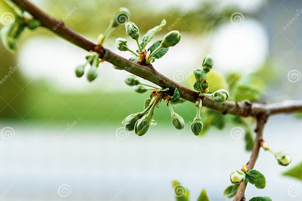The Tree is Beginning To Bloom in Early Spring. Stock Image - Image of ...