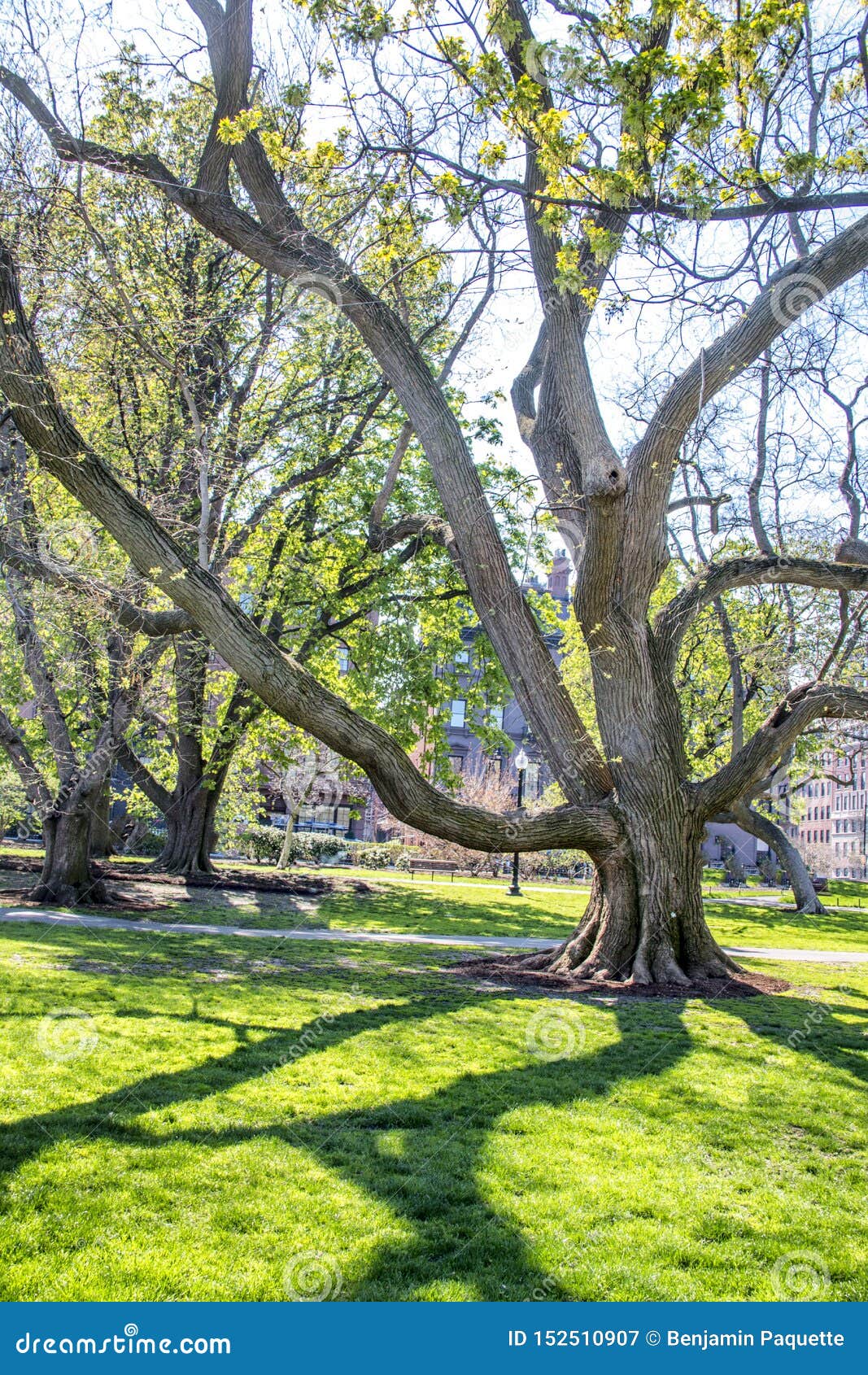 Tree Beginning To Bloom in the Beginning of Spring Stock Image - Image ...