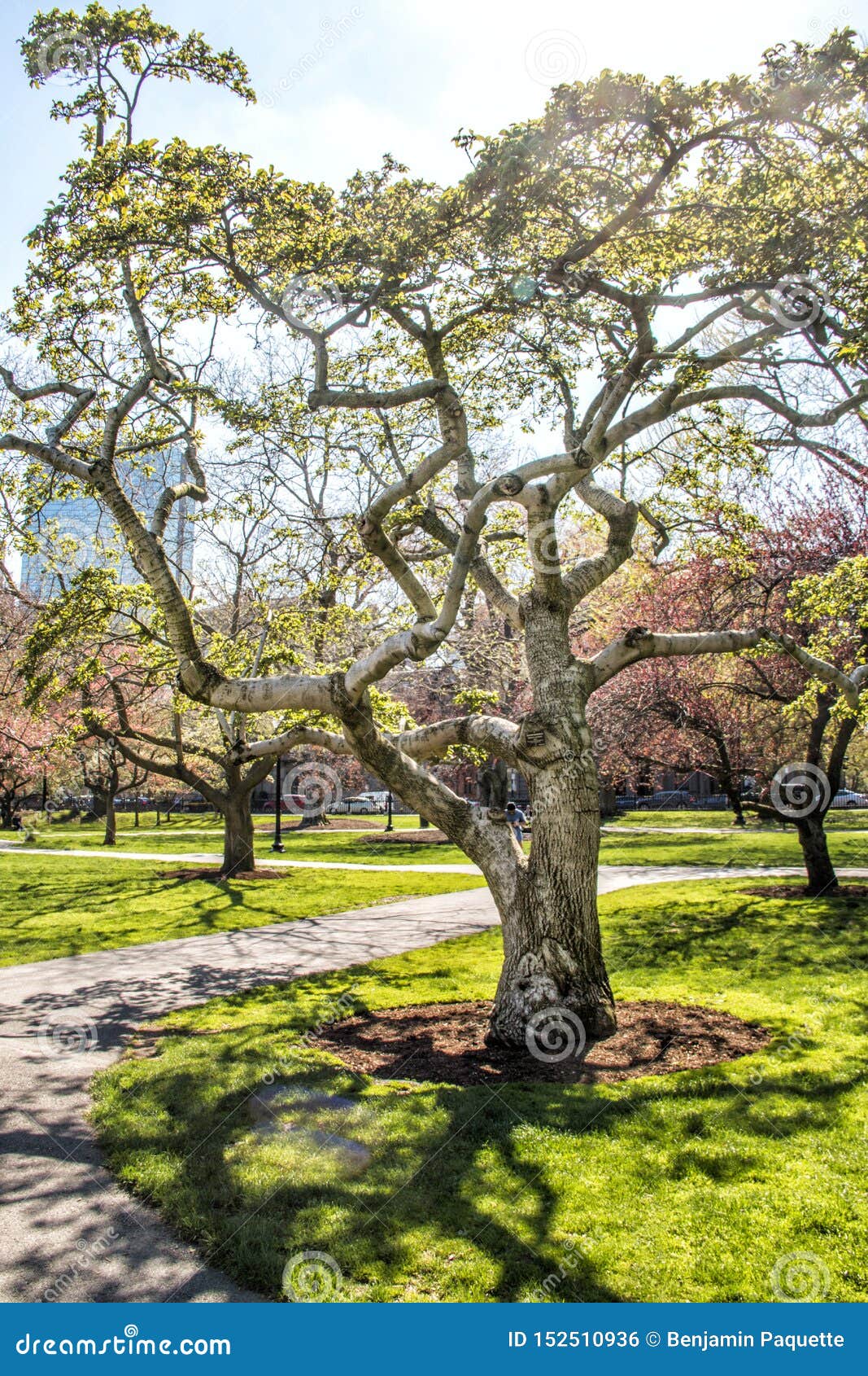 Tree Beginning To Bloom in the Beginning of Spring Stock Photo - Image ...