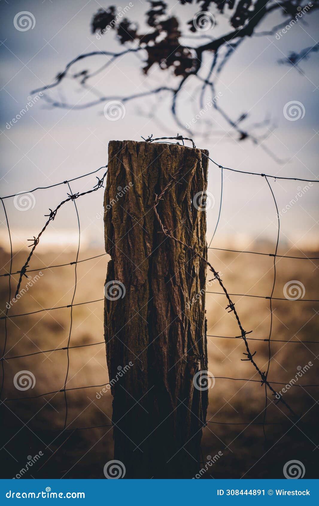 Tree Behind a Fence with Barbed Wire. Stock Image - Image of wire ...