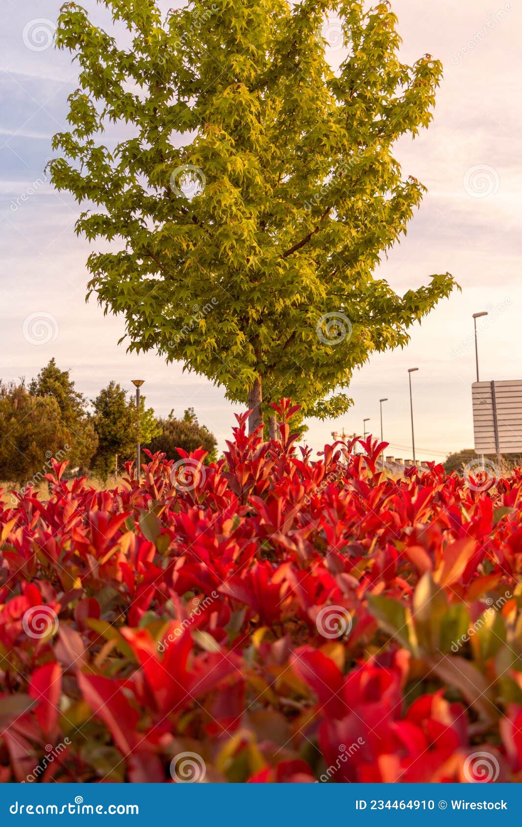 Tree Behind Red Robin Plants in the Field Stock Photo - Image of frsh ...