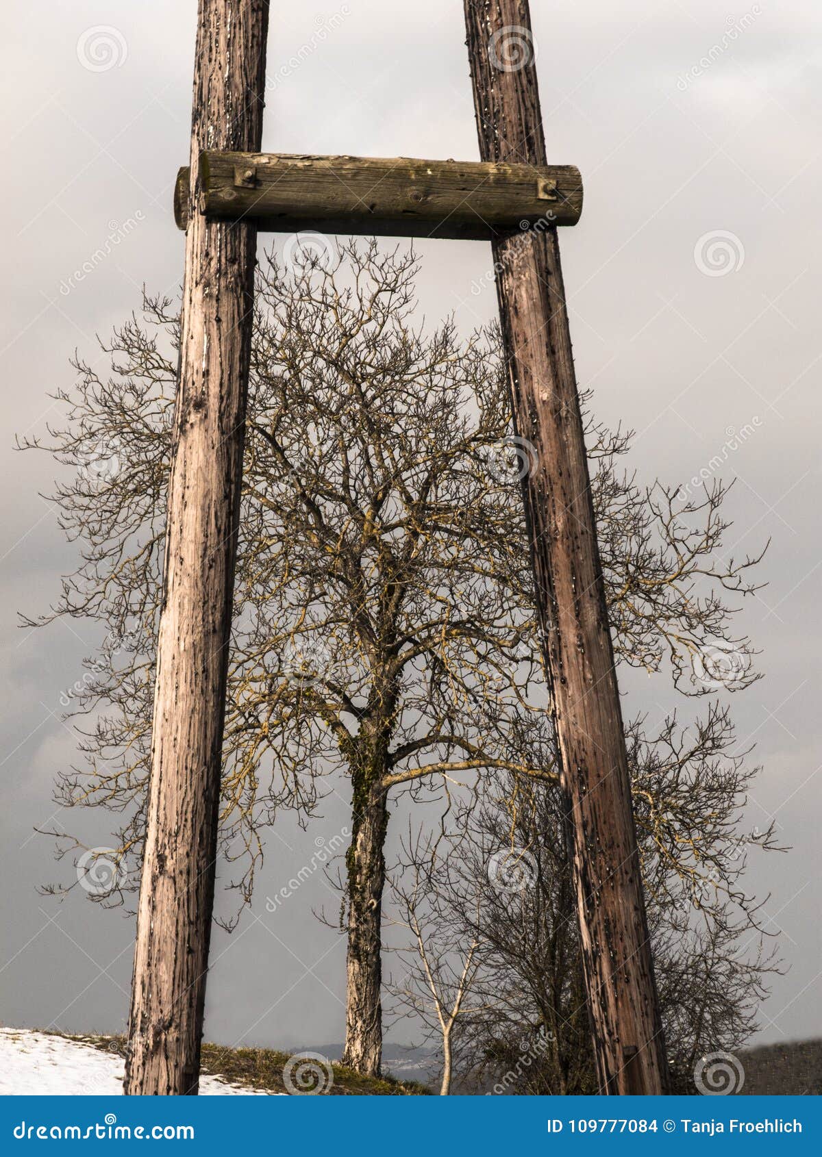 A Tree Behind an Utility Pole Stock Photo - Image of beautiful, trees ...