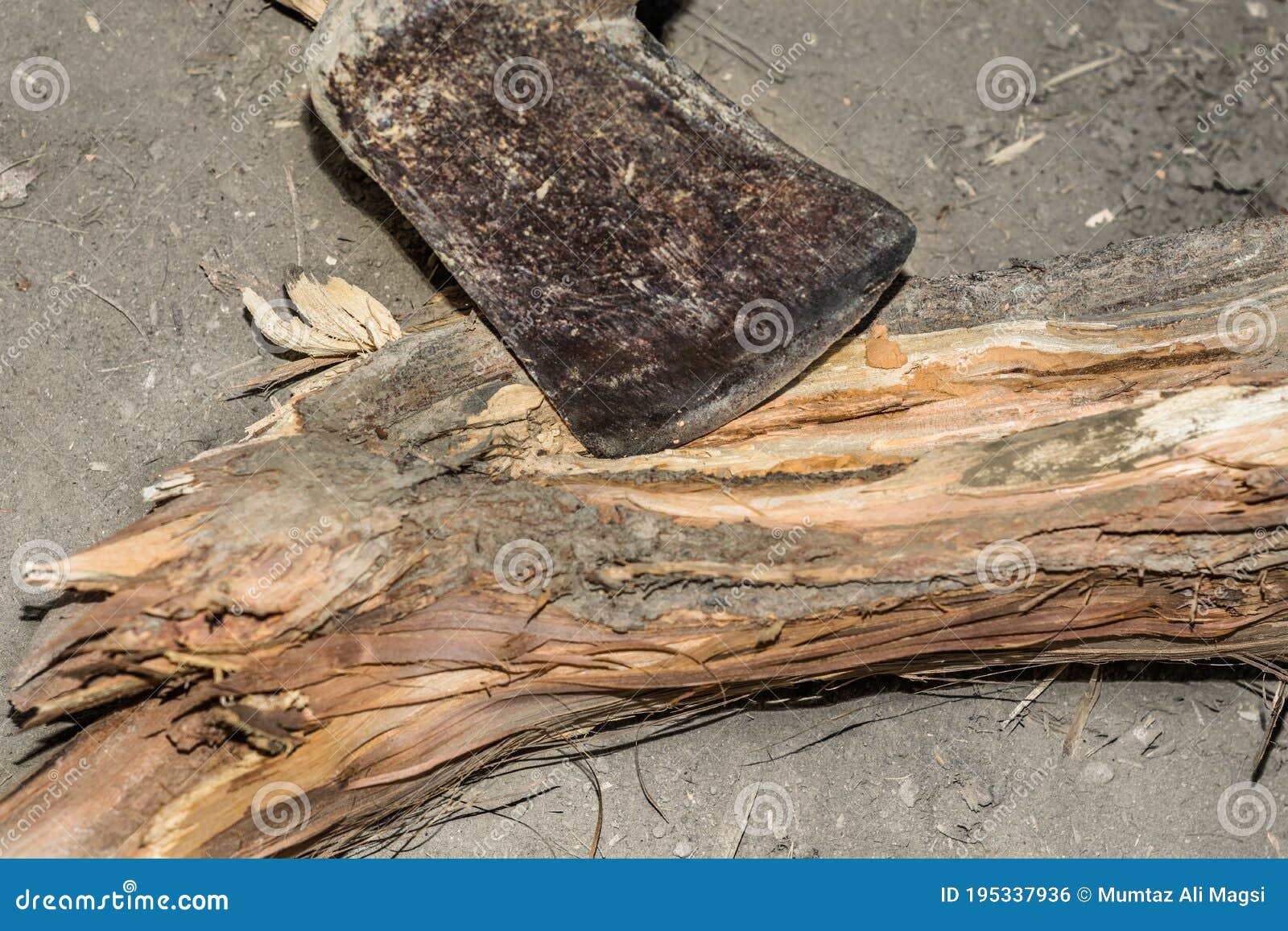A Tree is Being Cutting Down by a Traditional Axe Stock Photo - Image ...