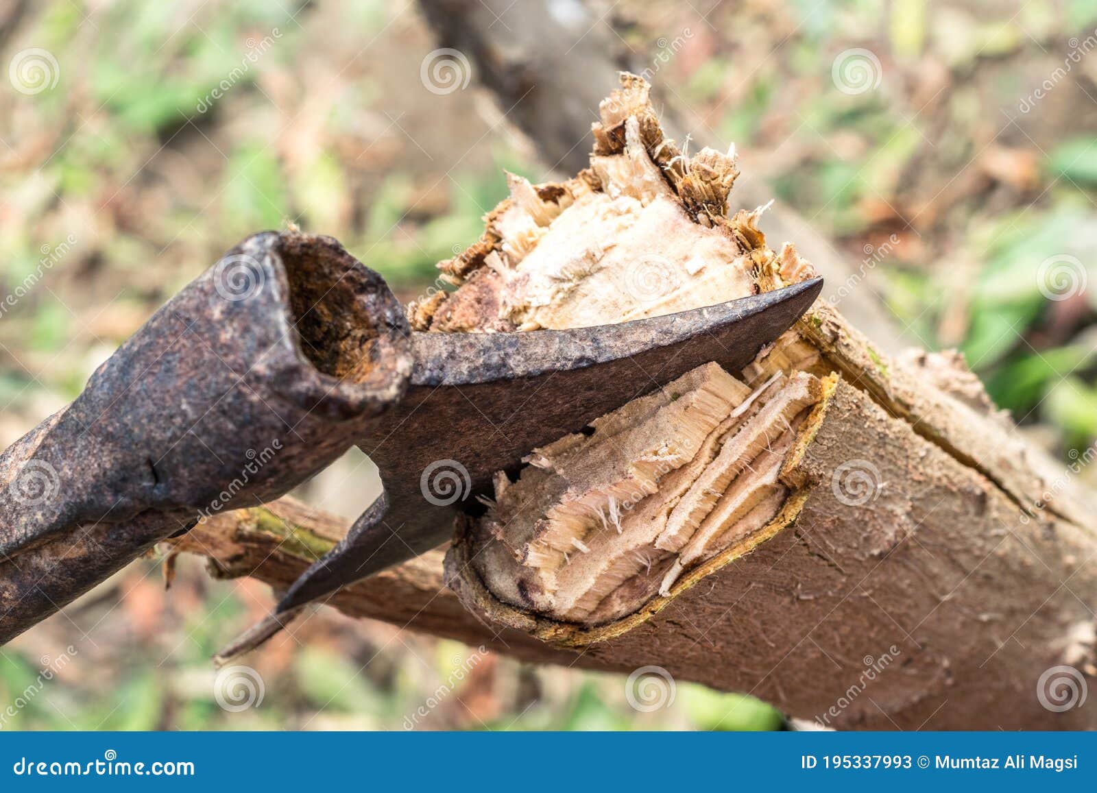 A Tree is Being Cutting Down by a Traditional Axe Stock Image - Image ...