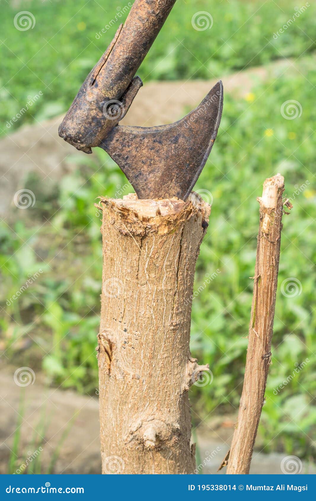 A Tree is Being Cutting Down by a Traditional Axe Stock Photo - Image ...