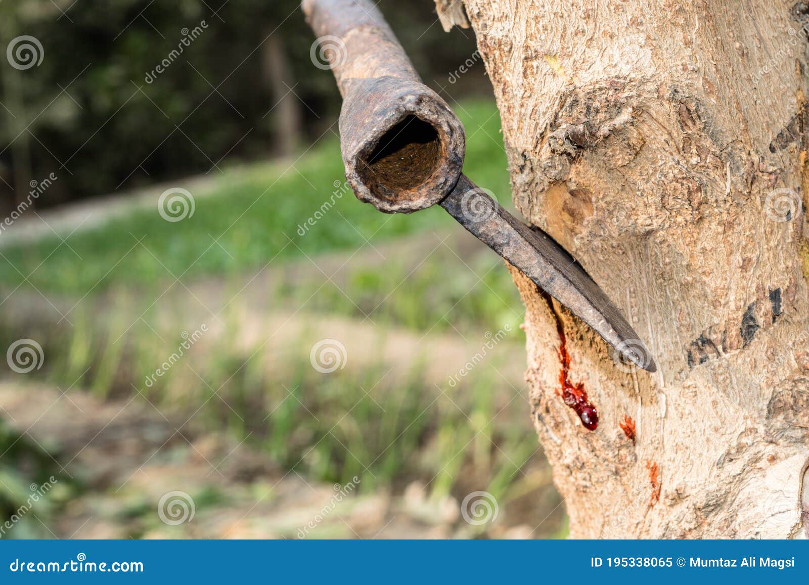 A Tree is Being Cutting Down by a Traditional Axe Stock Image - Image ...