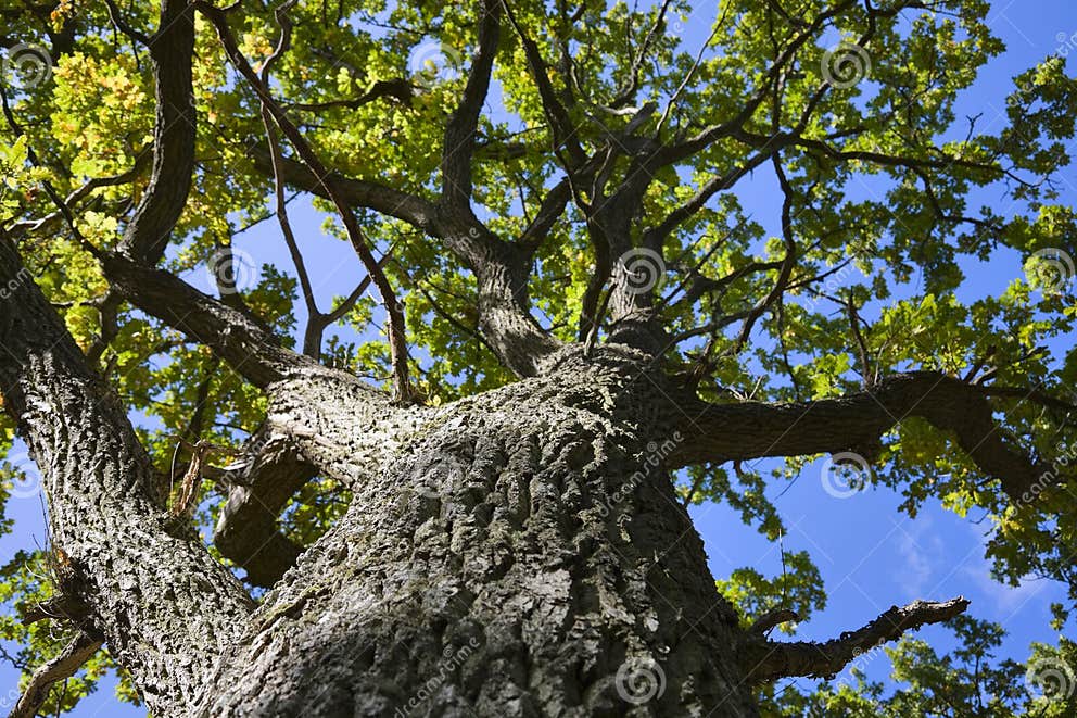 Tree from below stock photo. Image of bark, leaf, beautiful - 10803532