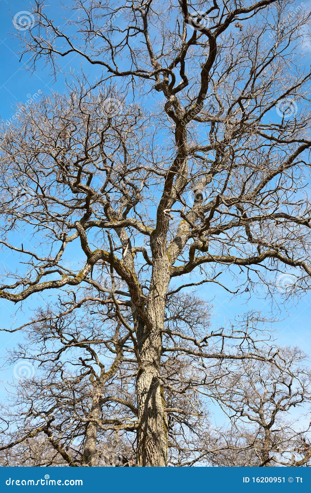 Tree from below stock image. Image of deciduous, garden - 16200951