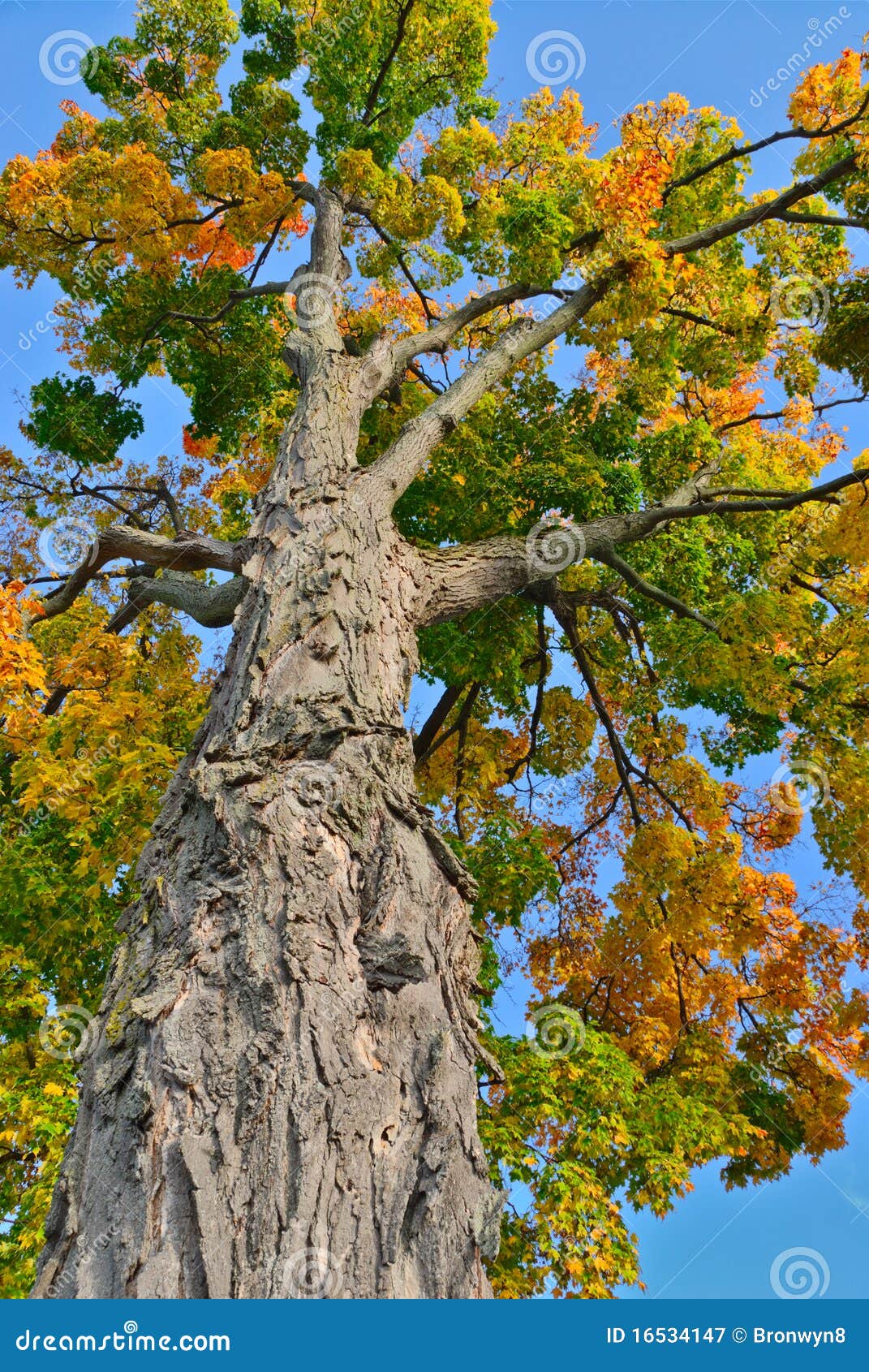 Tree from Below stock image. Image of autumn, trunk, colorful - 16534147