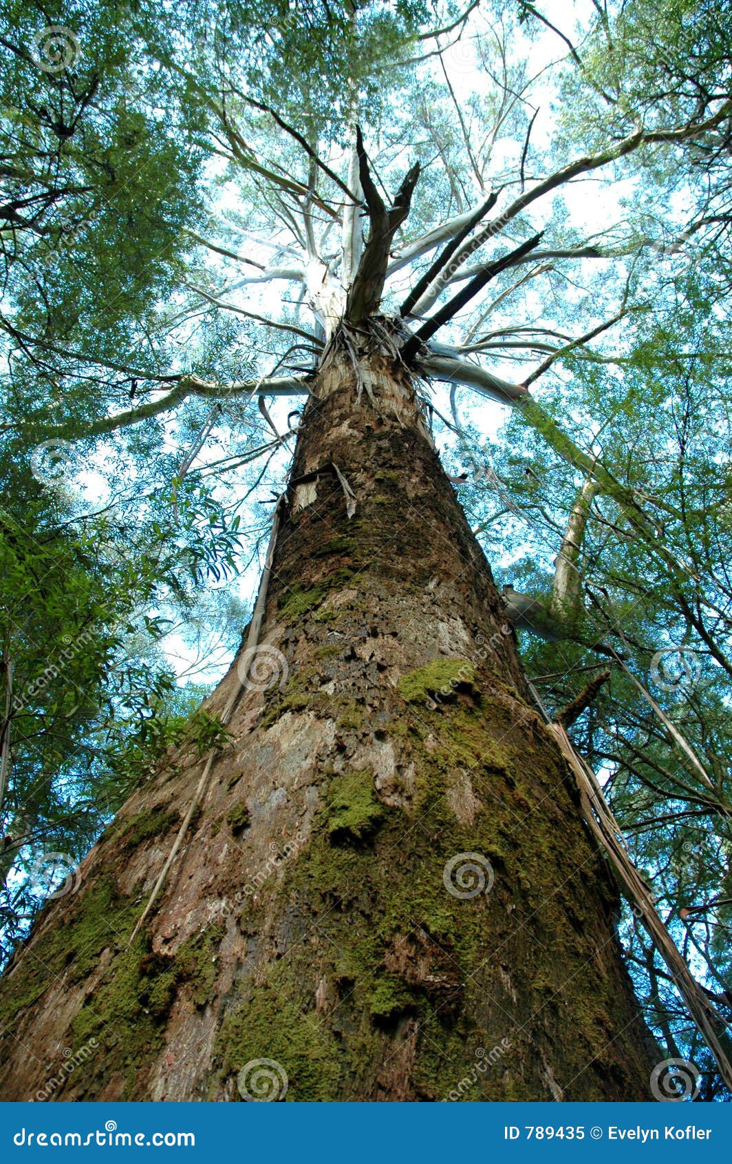 Tree from Below stock image. Image of leaves, bright, looking - 789435