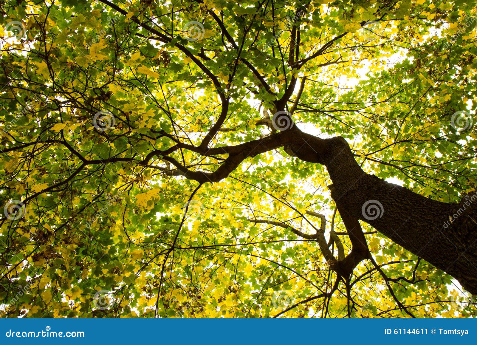 Tree from below stock image. Image of environment, foliage - 61144611