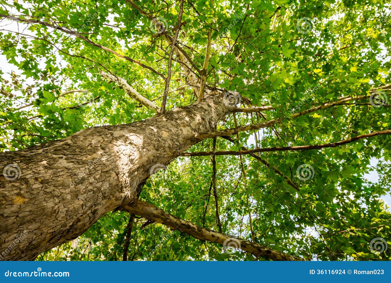 Tree from below stock photo. Image of mature, ascend - 36116924