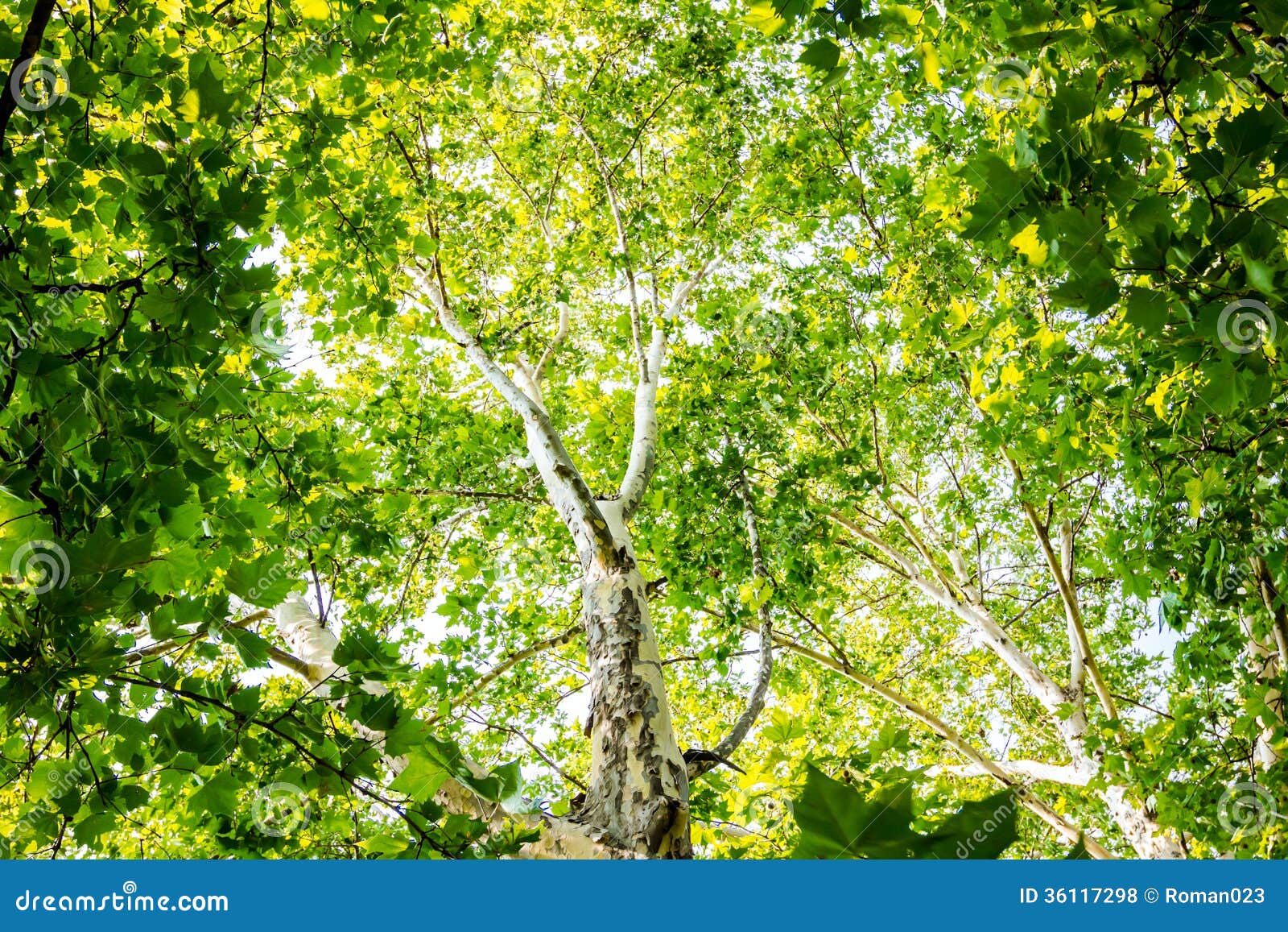 Tree from below stock photo. Image of branches, level - 36117298