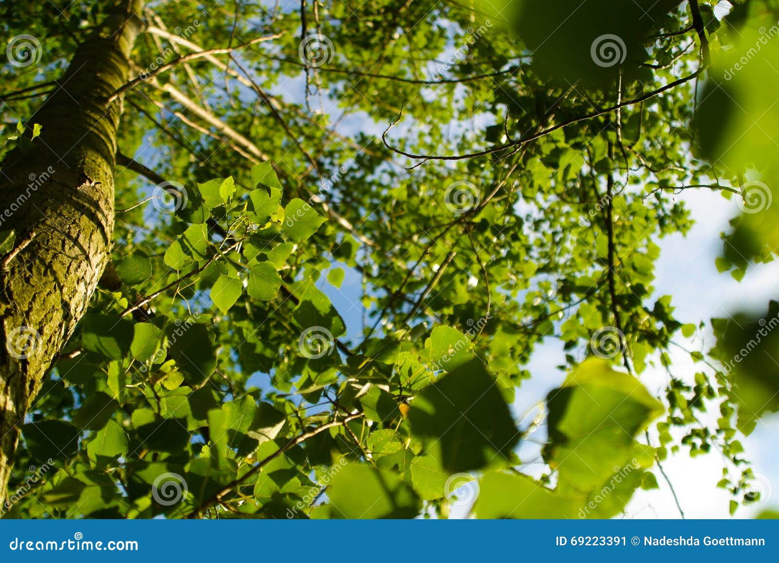 Tree from Below. Nature Background. Stock Image - Image of landscape ...