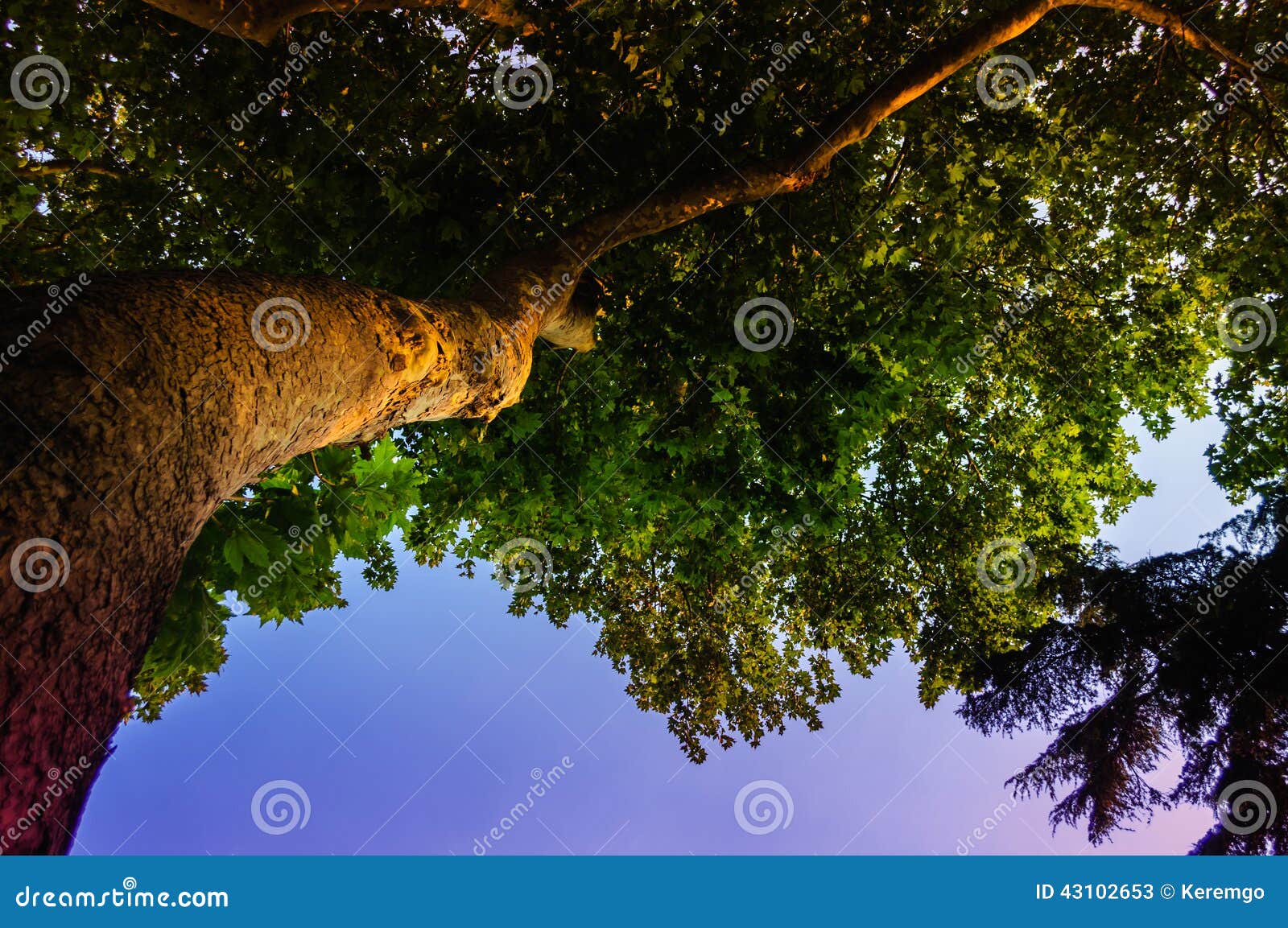 Tree from Below in Sunset Sky Stock Image - Image of leaves, brown ...
