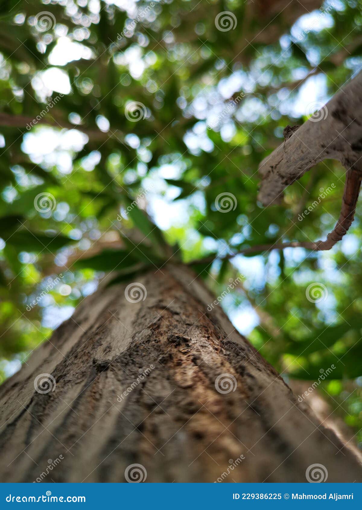 Tree from below stock image. Image of nature, plants - 229386225