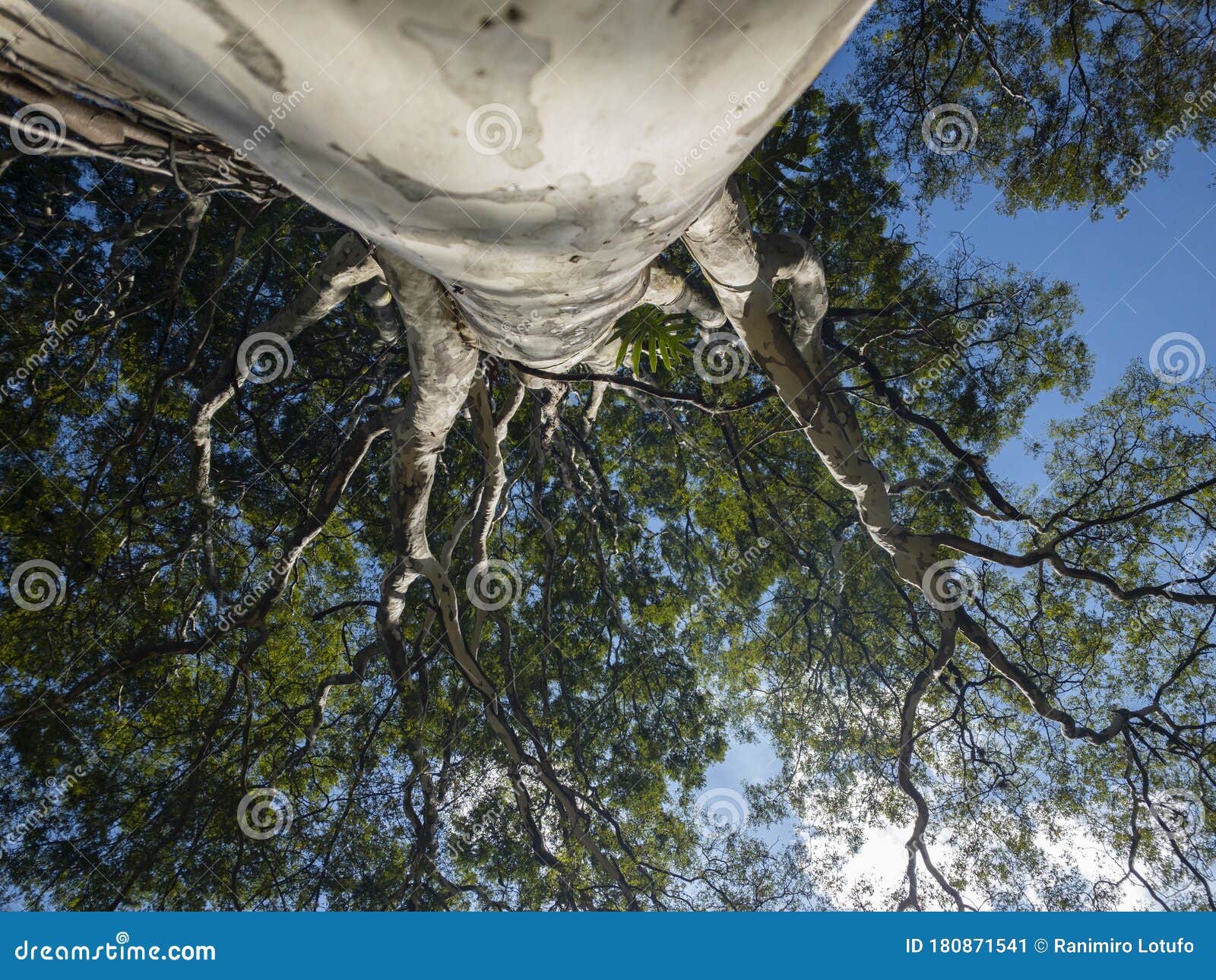 Tree from below. stock image. Image of shadow, looking - 180871541