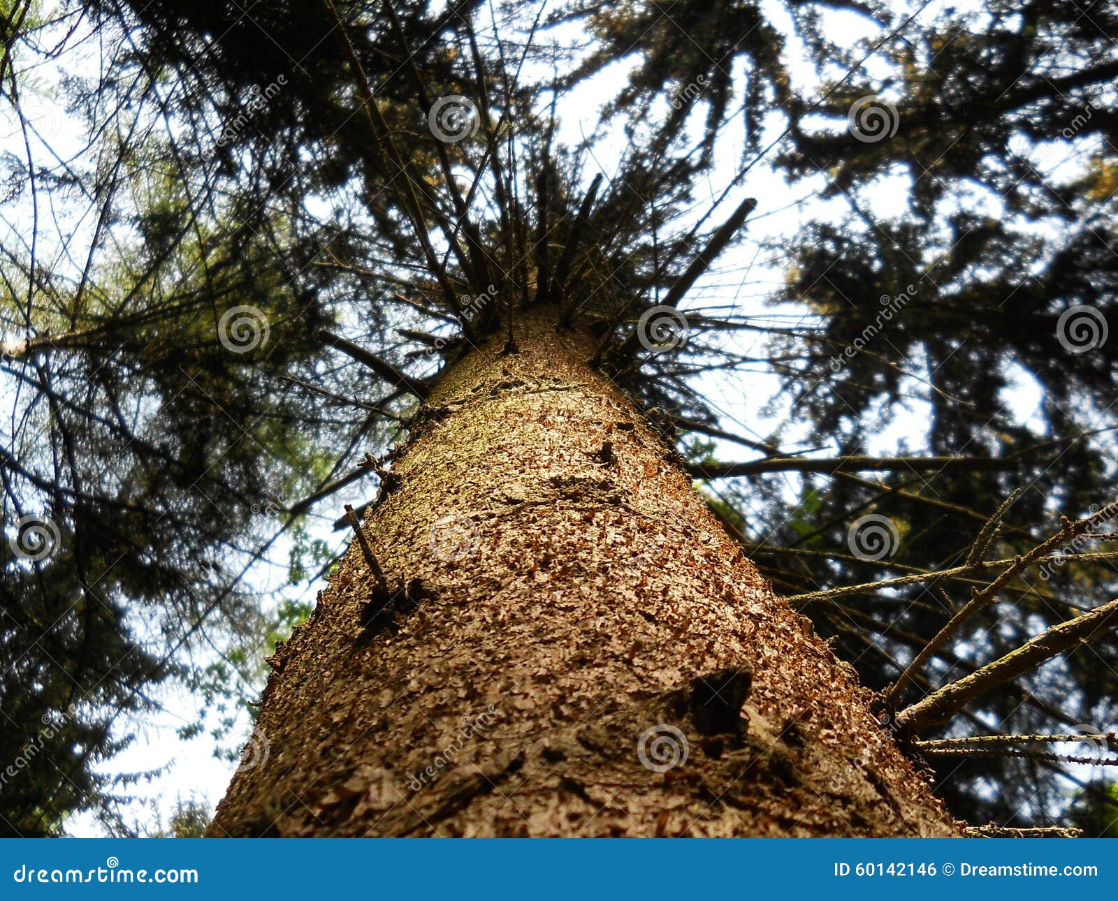 Tree from below stock photo. Image of branches, woods - 60142146