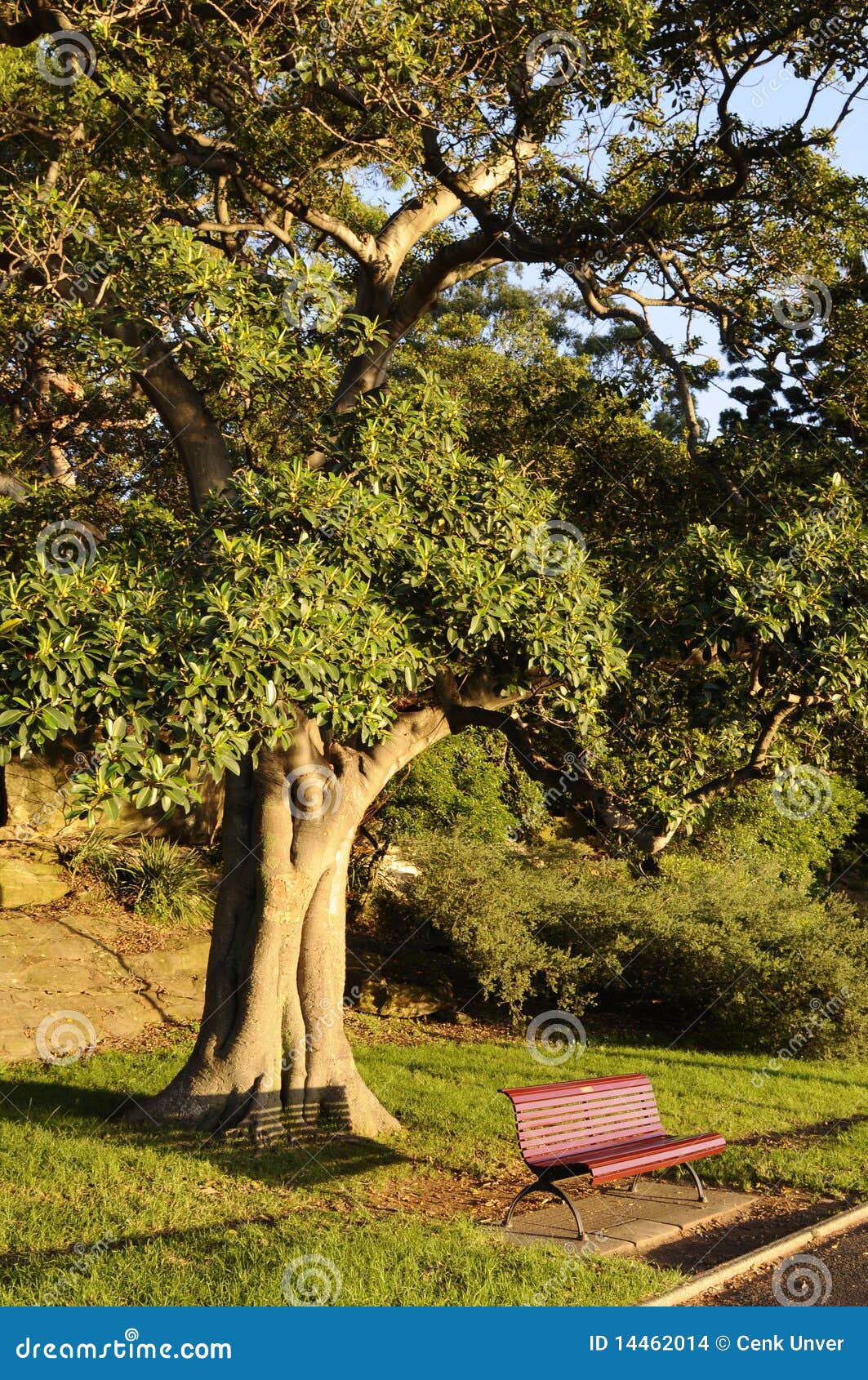 Tree and Bench stock photo. Image of bench, color, sydney - 14462014