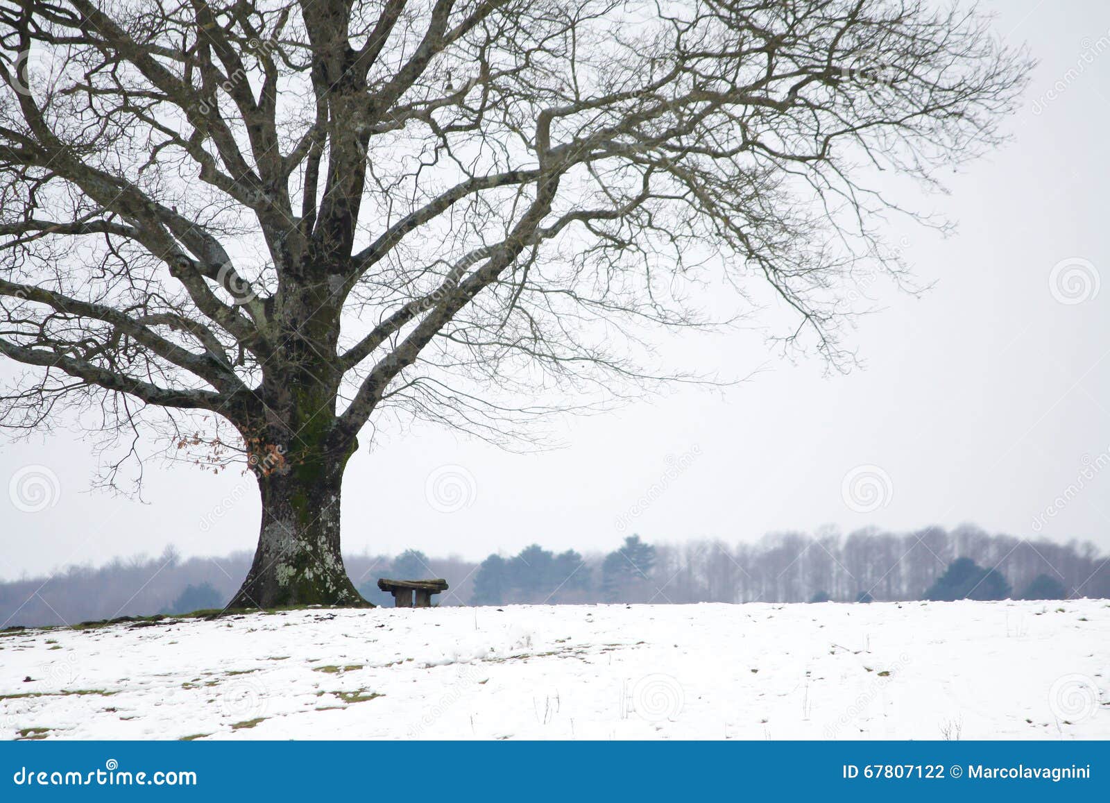 Tree and bench stock photo. Image of winter, background - 67807122