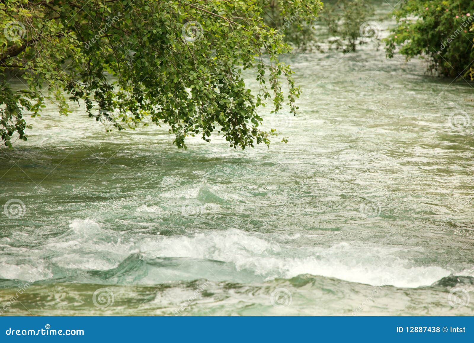 Tree Bending Low into River Stream Stock Photo - Image of leaves ...