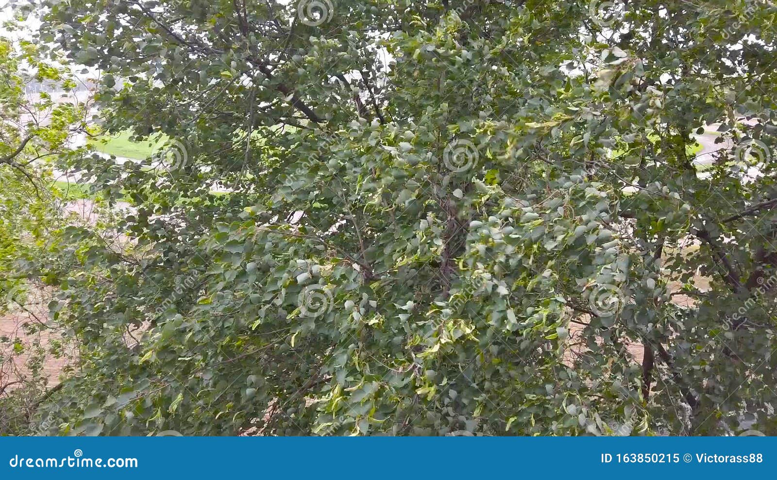 Bending Trees Under the Gusts of Wind Stock Video - Video of footage ...