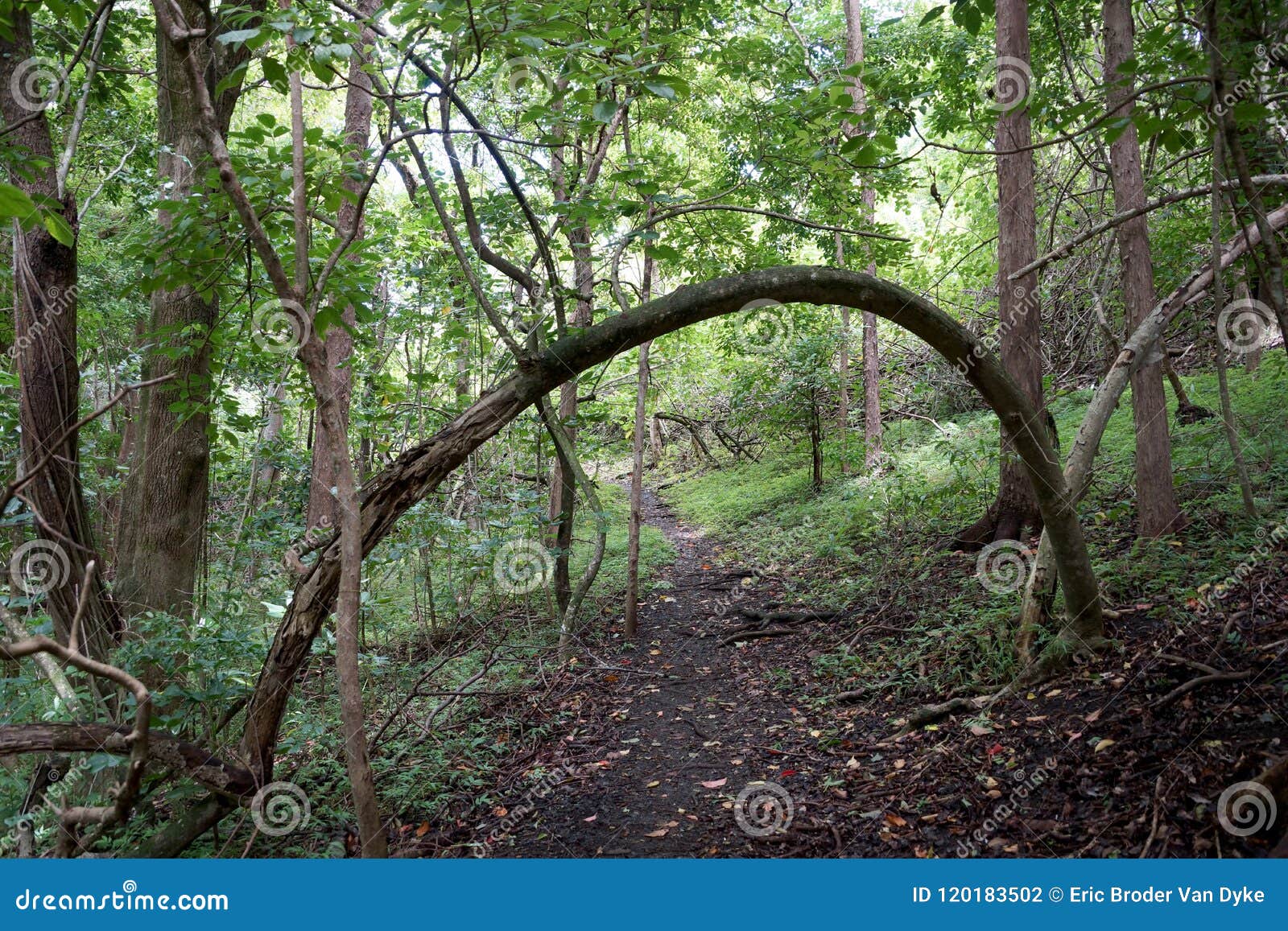 Tree Bends Over Path in Forest Stock Photo - Image of environment, path ...