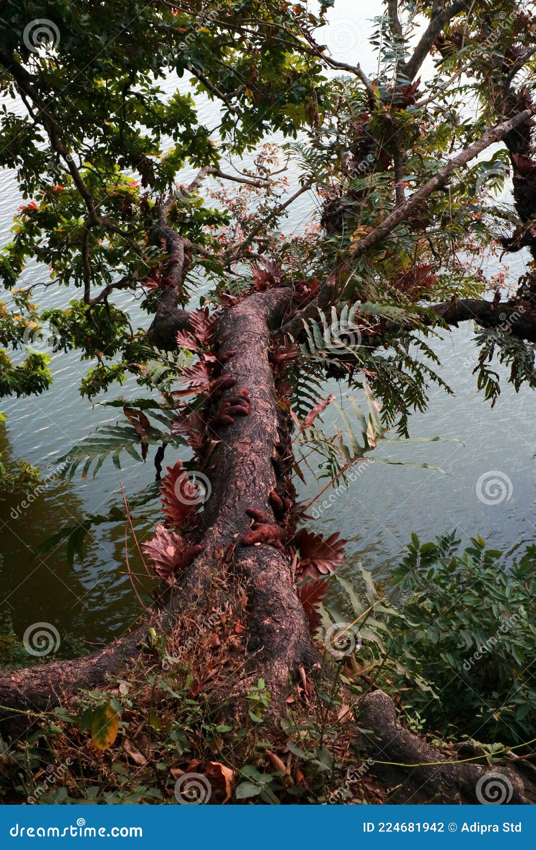 The Tree that Bends Over the River Stock Photo - Image of background ...