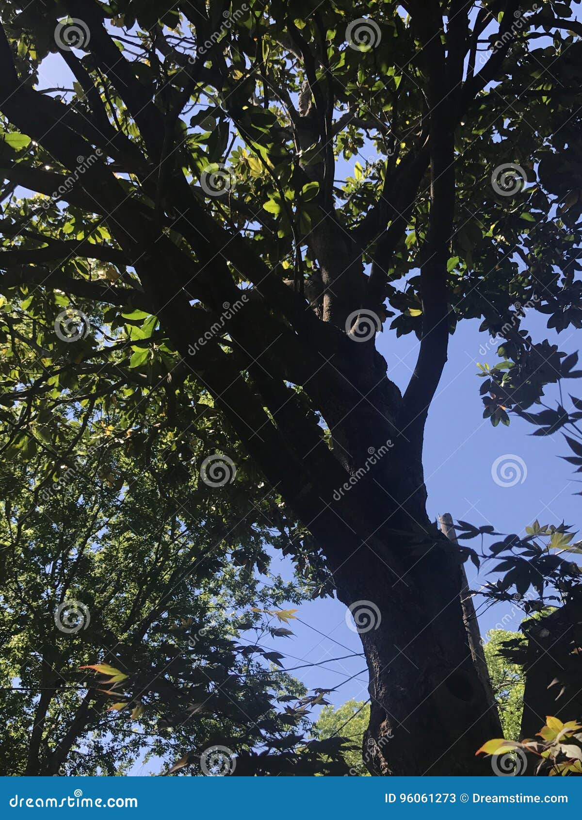 Tree from Beneath stock image. Image of healthy, green - 96061273