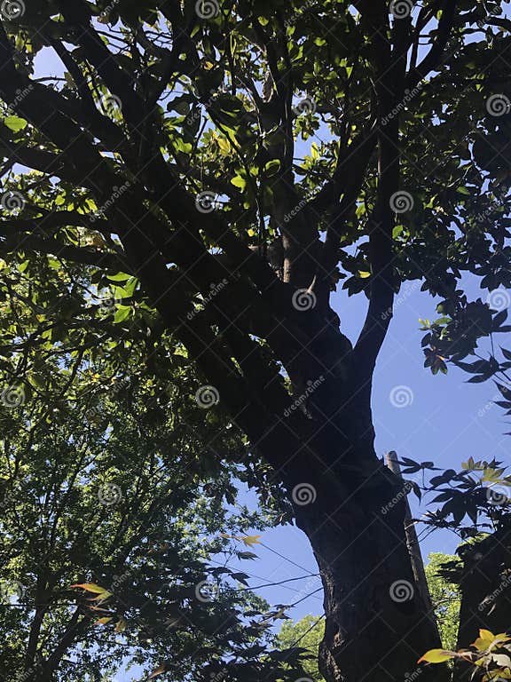 Tree from Beneath stock image. Image of healthy, green - 96061273