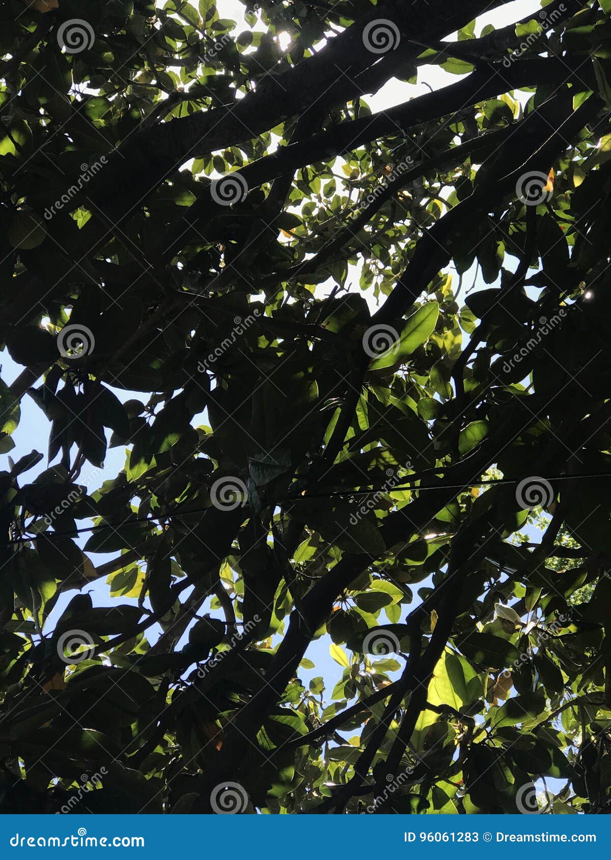 Tree from Beneath stock image. Image of pretty, rainforest - 96061283