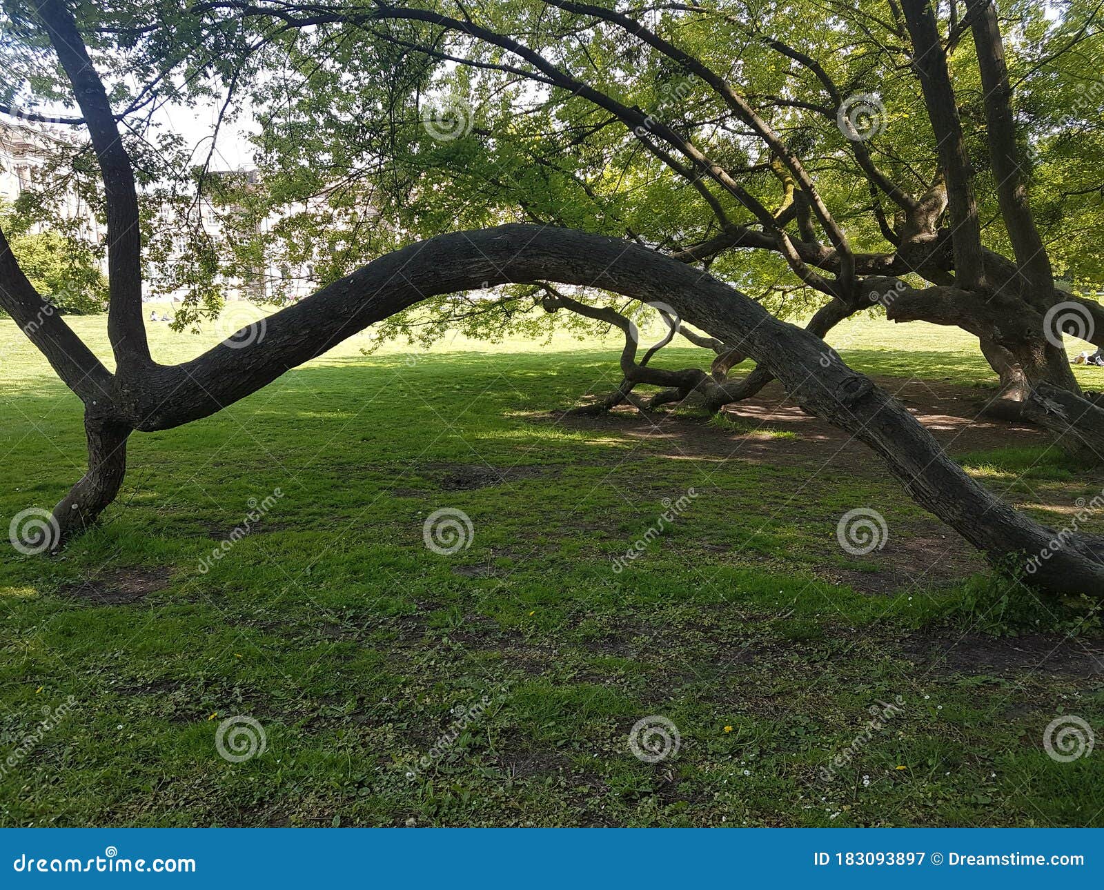 Tree Bent Into An Arched Shape Royalty-Free Stock Photo | CartoonDealer ...