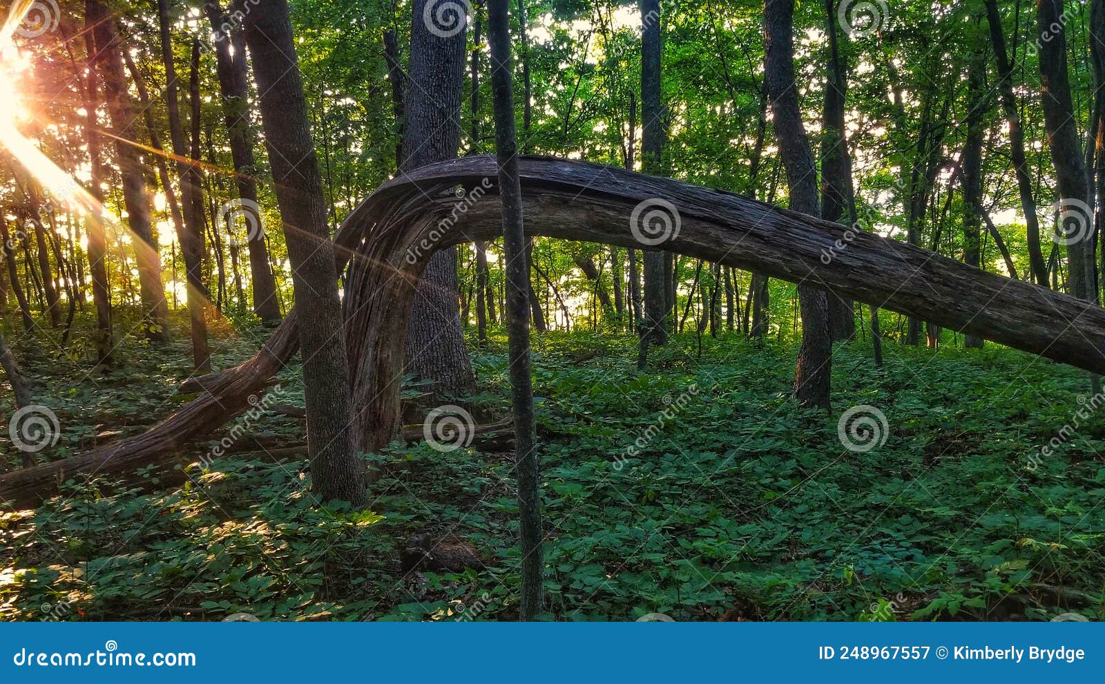Tree Bent Over in the Forest with Green Foliage and a Peek of the Sun ...