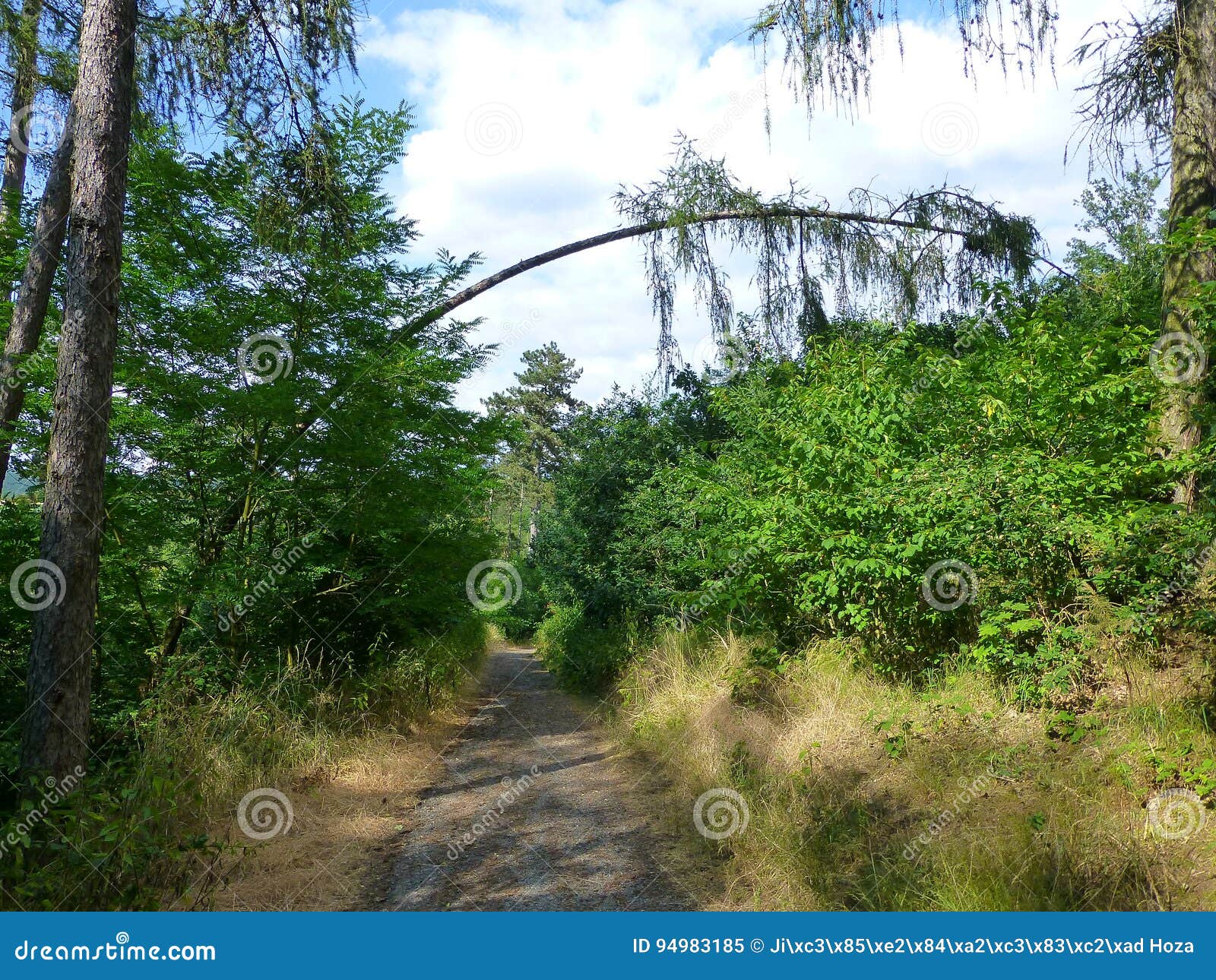 Tree Bent Over the Forest Path Stock Image - Image of branches ...