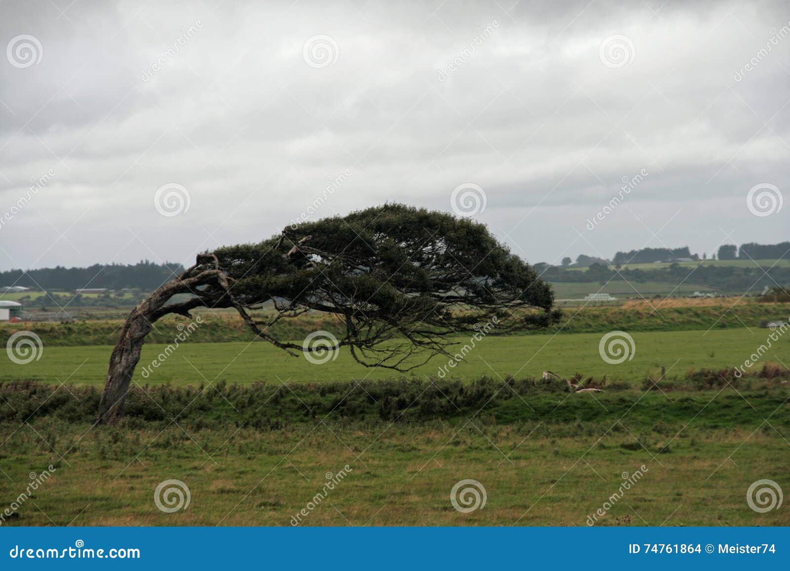 Tree stock photo. Image of awry, wind, angle, trunk, stem - 74761864