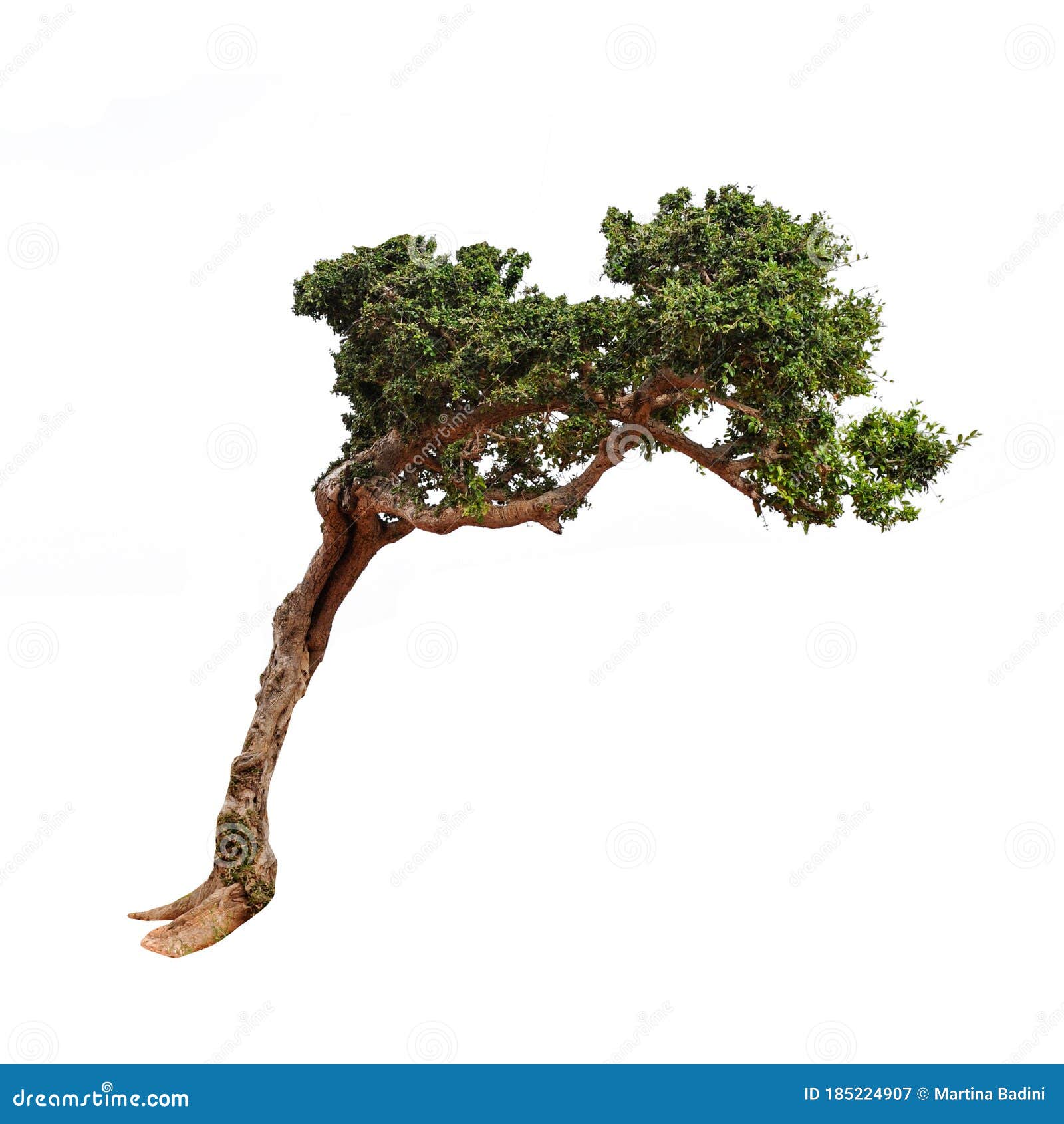 Bent Branch Png Stock Photos - Free & Royalty-Free Stock Photos from ...