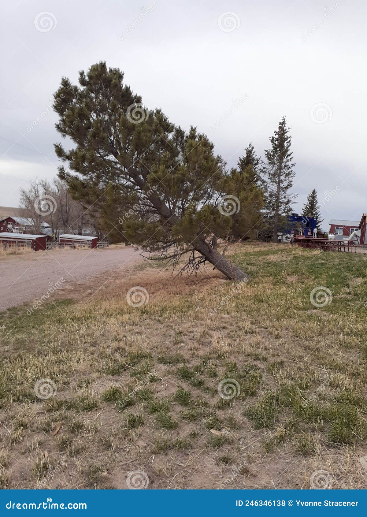 Tree Bent by the Wind but Not Broken Stock Photo - Image of plant ...