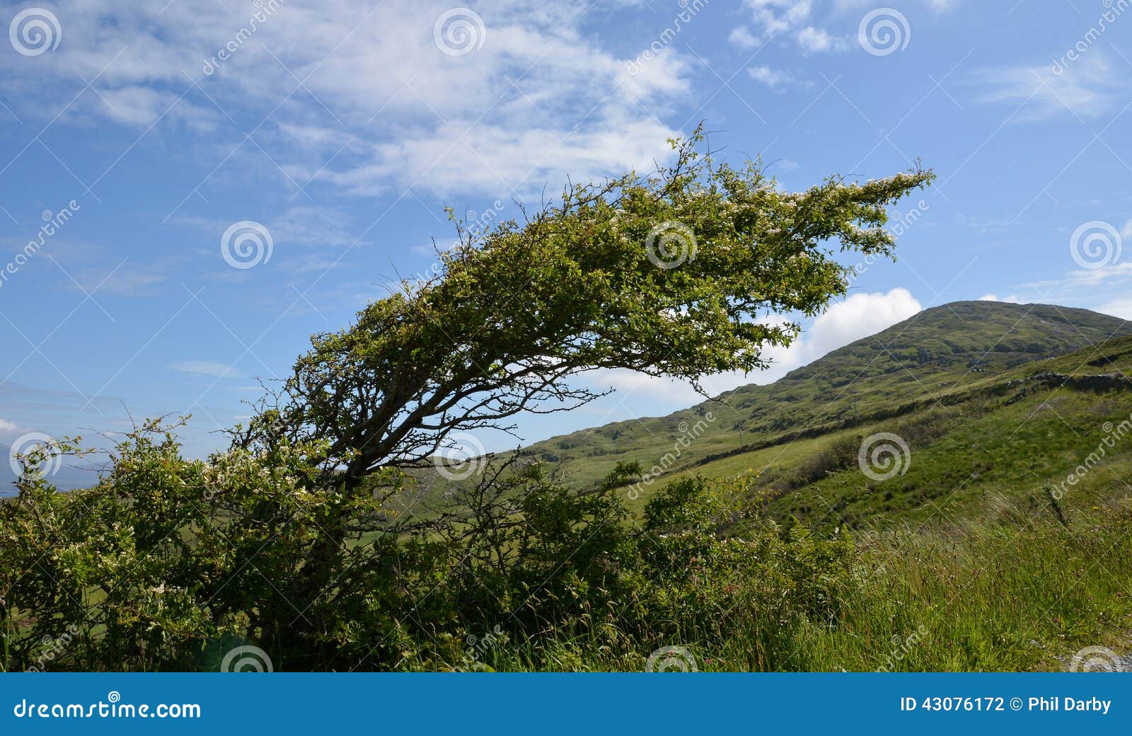 A Tree Bent by the Wind stock photo. Image of head, wind - 43076172