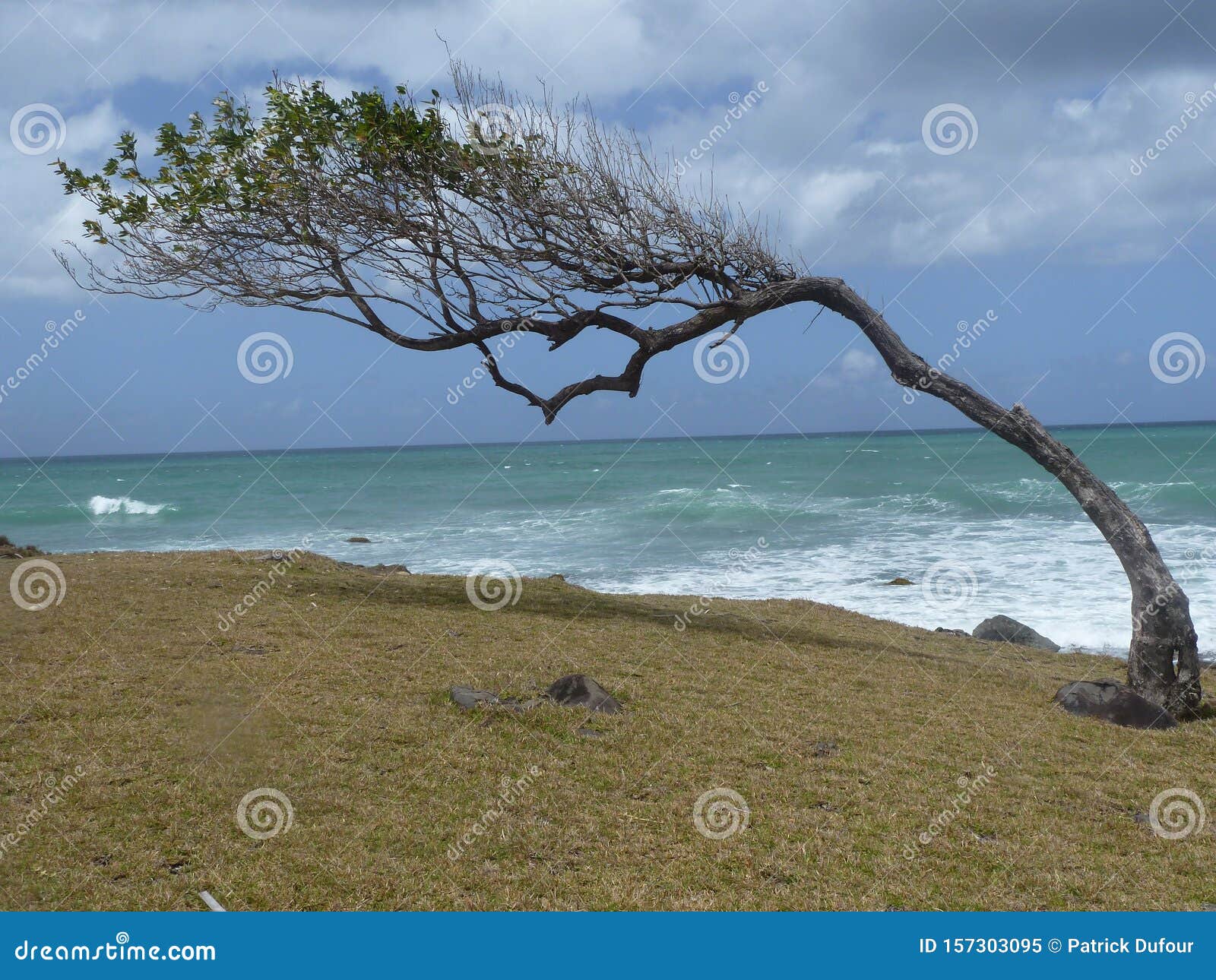 A tree bent by the wind stock image. Image of tree, bent - 157303095