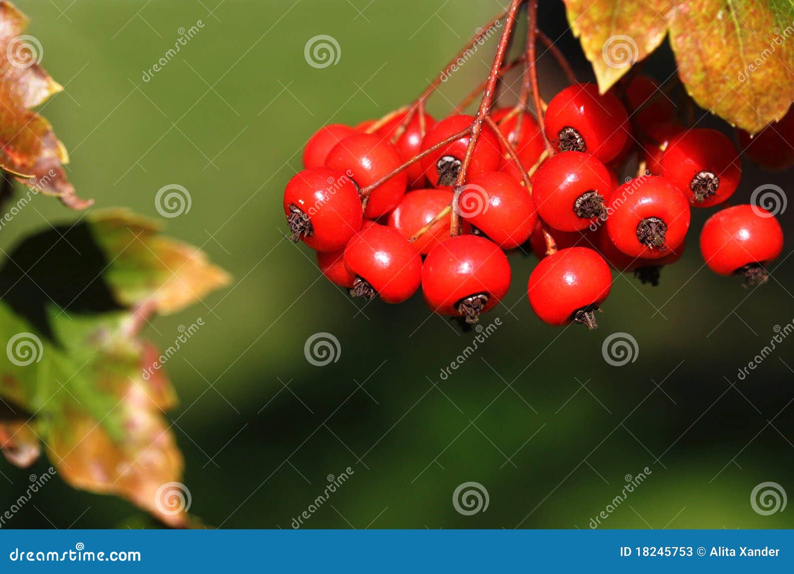 Tree Berries stock image. Image of color, close, background - 18245753