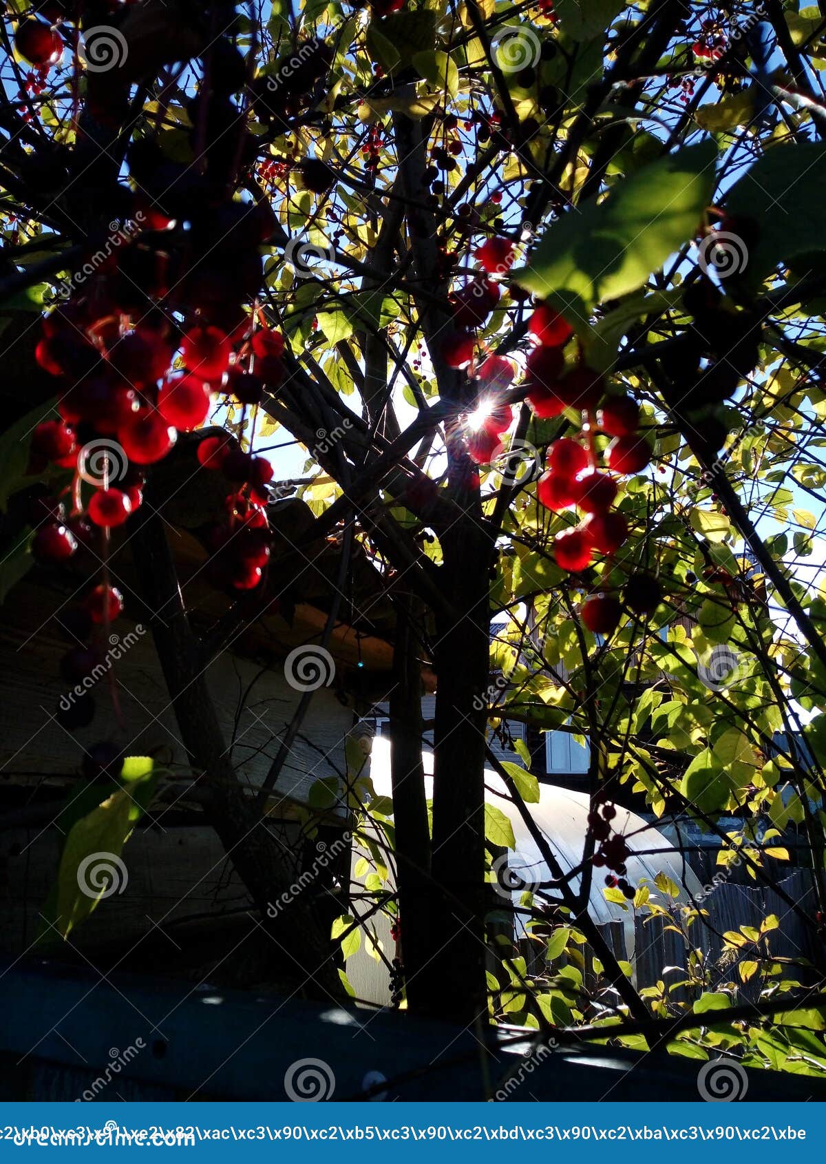 Tree with berry stock image. Image of berry, tree, bird - 140188951