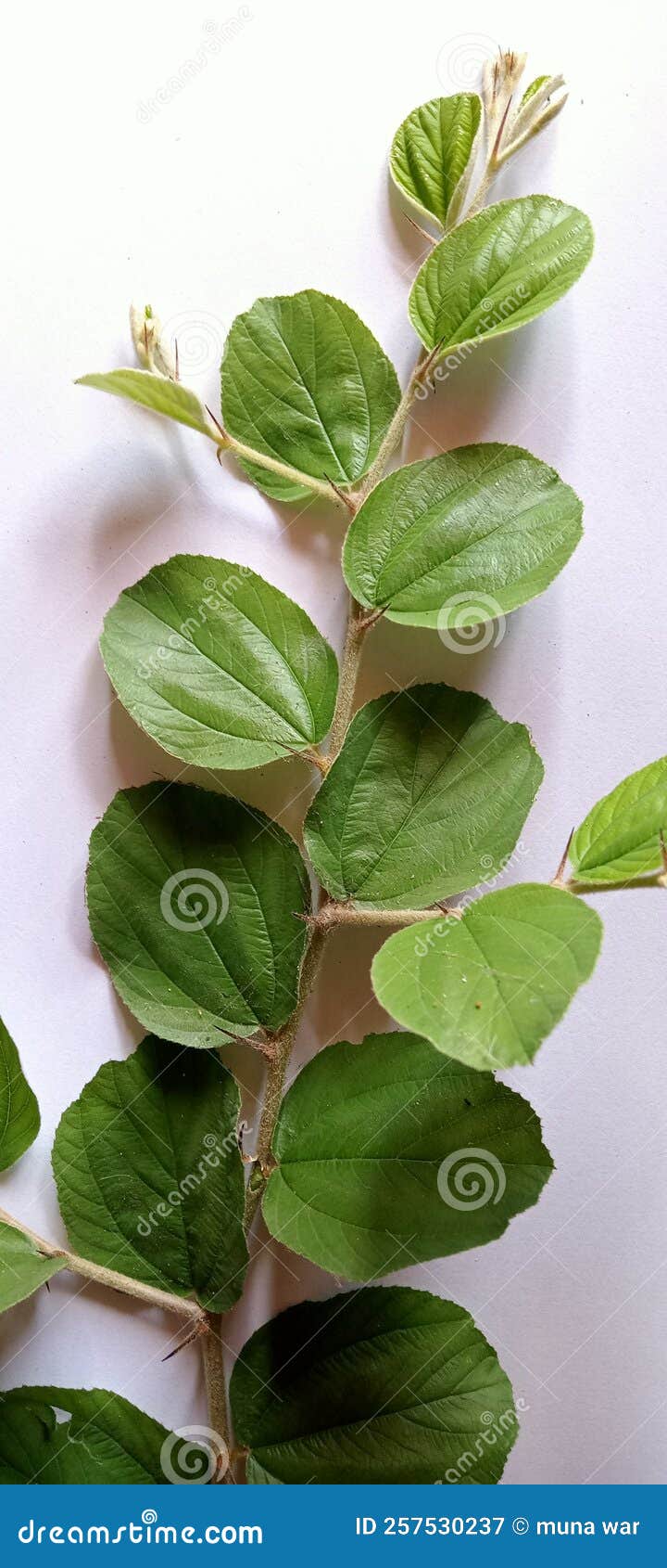 Bidara Leaf Or Bidara Tree Or Arabic Bidara Seeds Or With The Latin ...